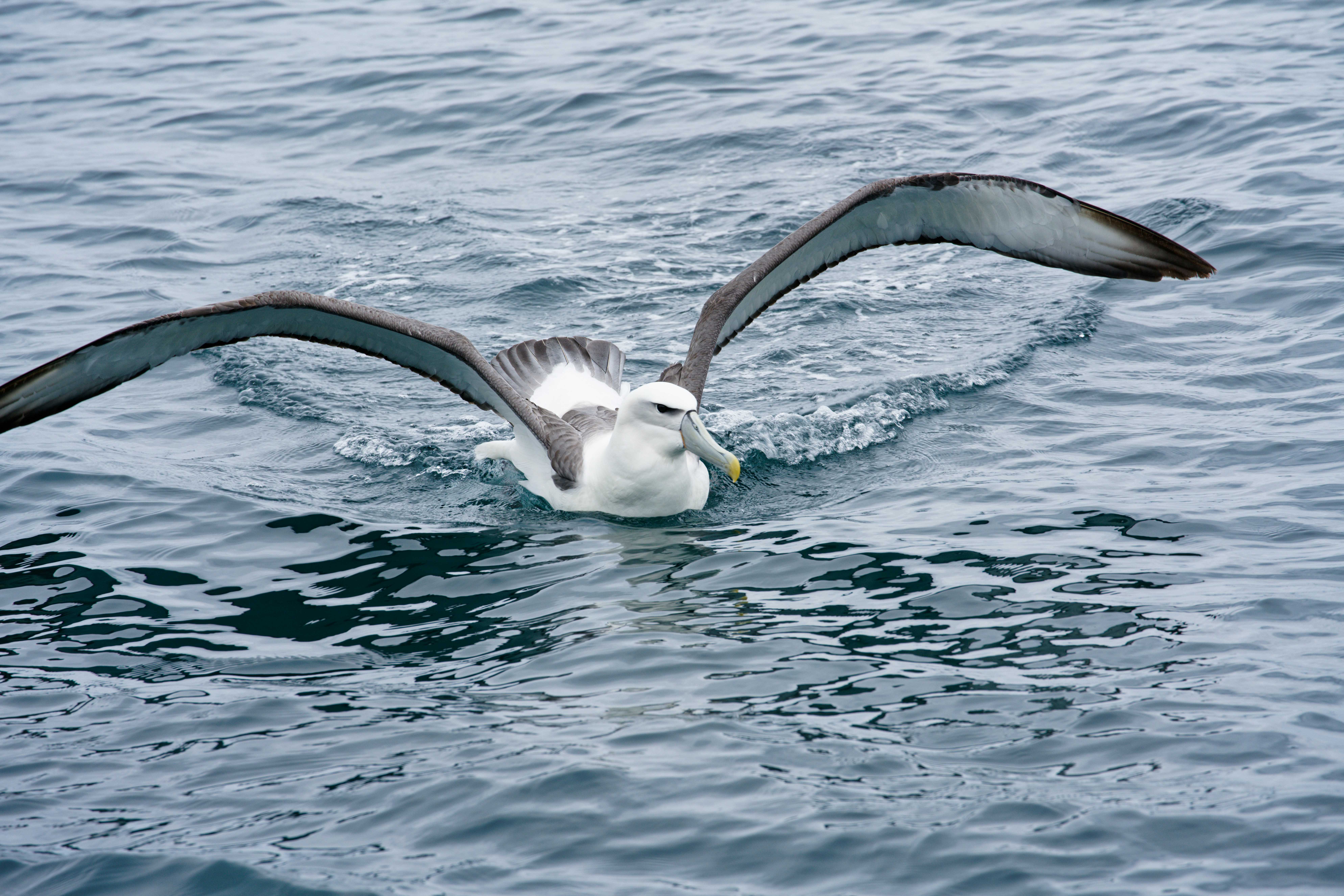 A seagull flying over a body of water photo – Free New zealand Image on ...