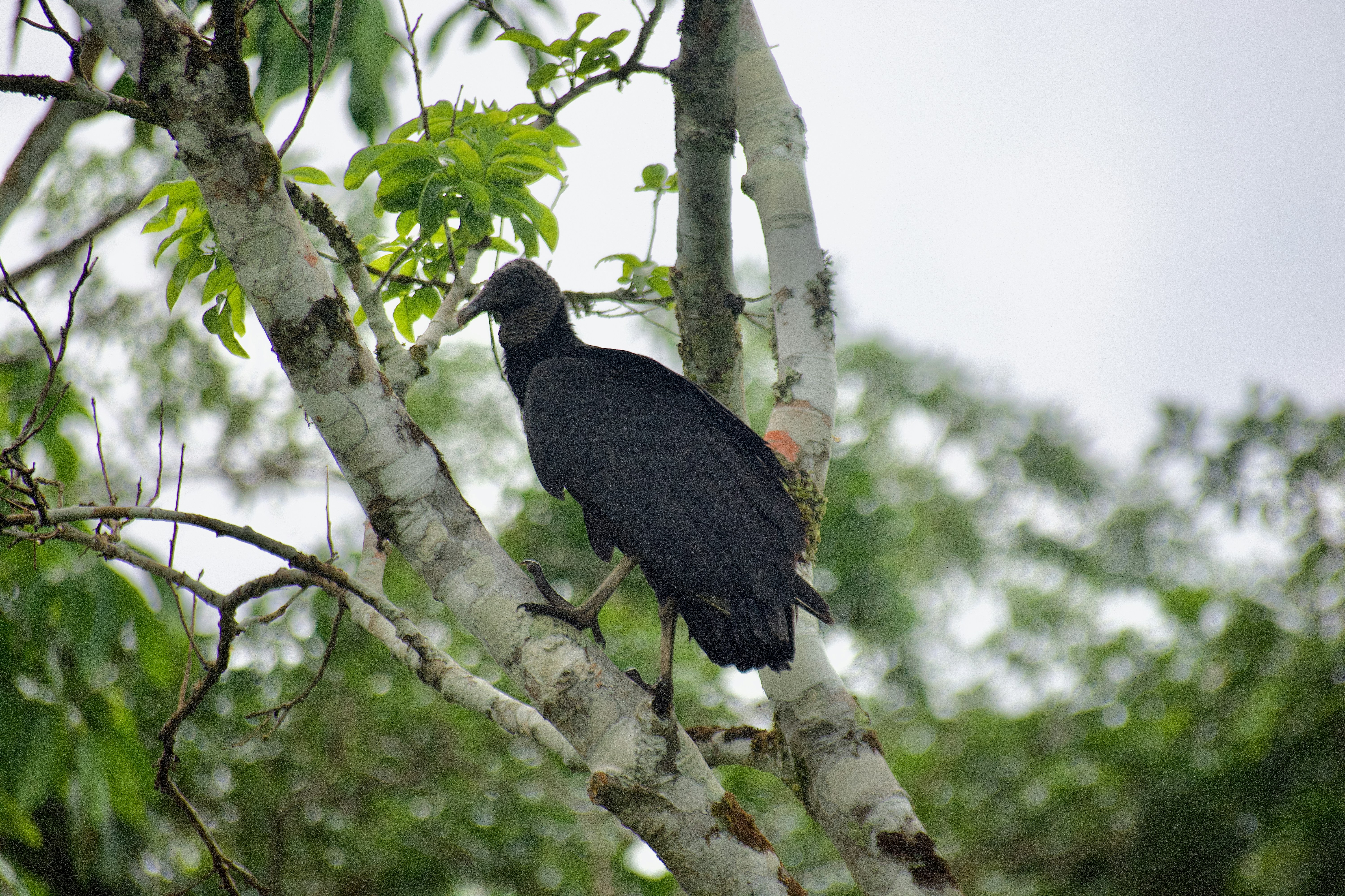 Perched Contrast: A Black Bird on White Birch