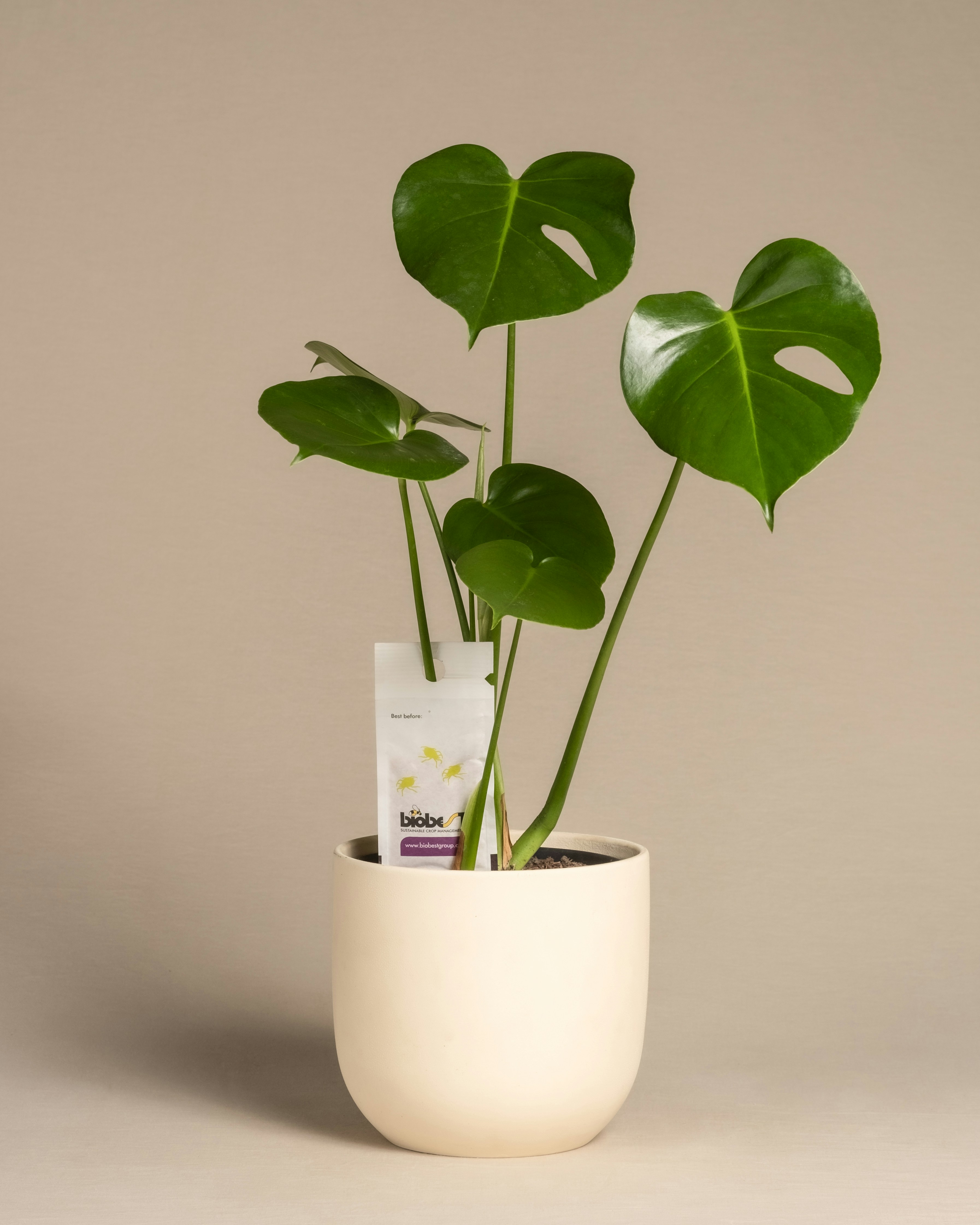 A plant in a white pot with a packet in it photo – Free Plant Image on ...