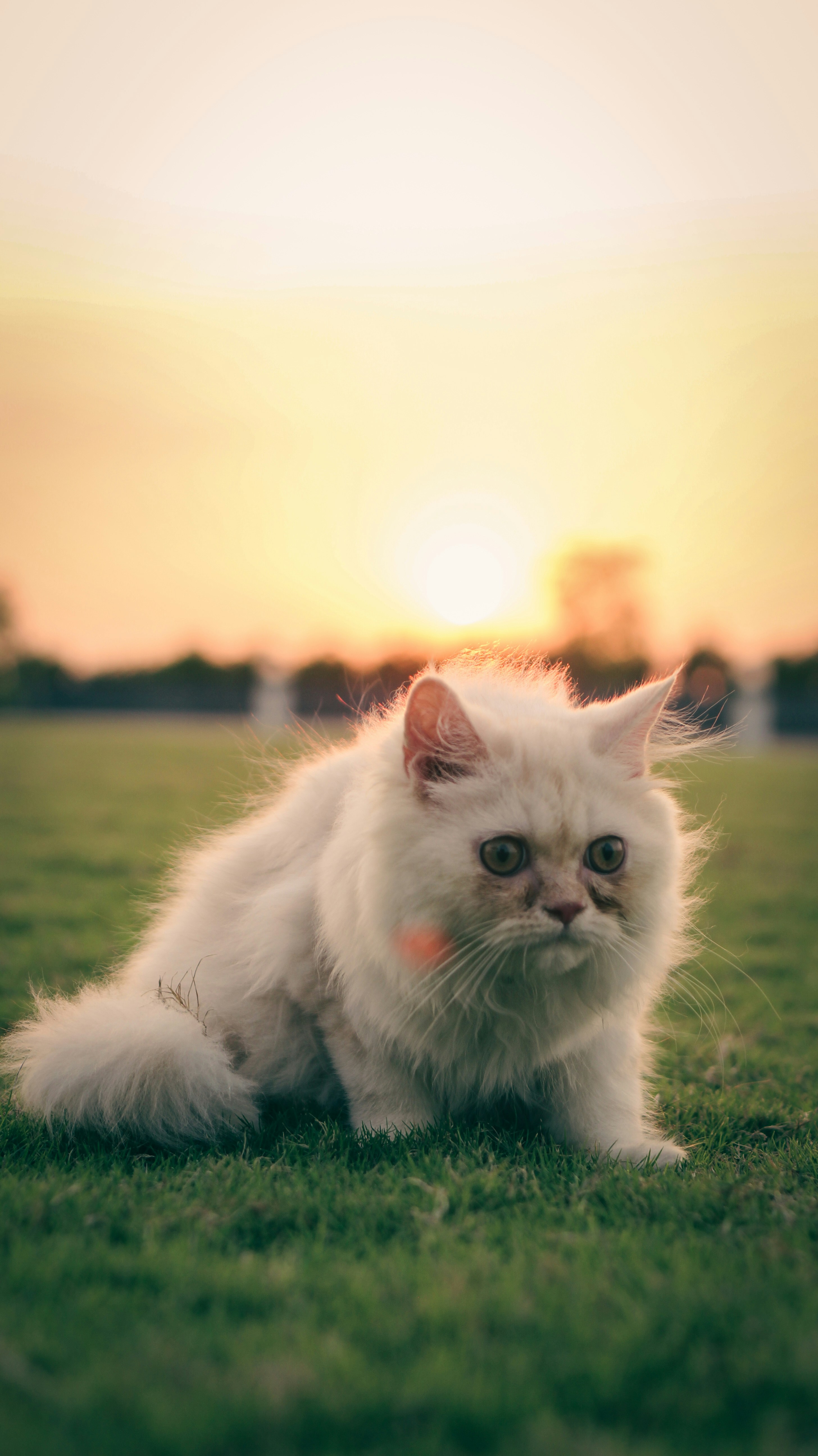 Golden Hour Whiskers: A fluffy white cat in a sunlit meadow