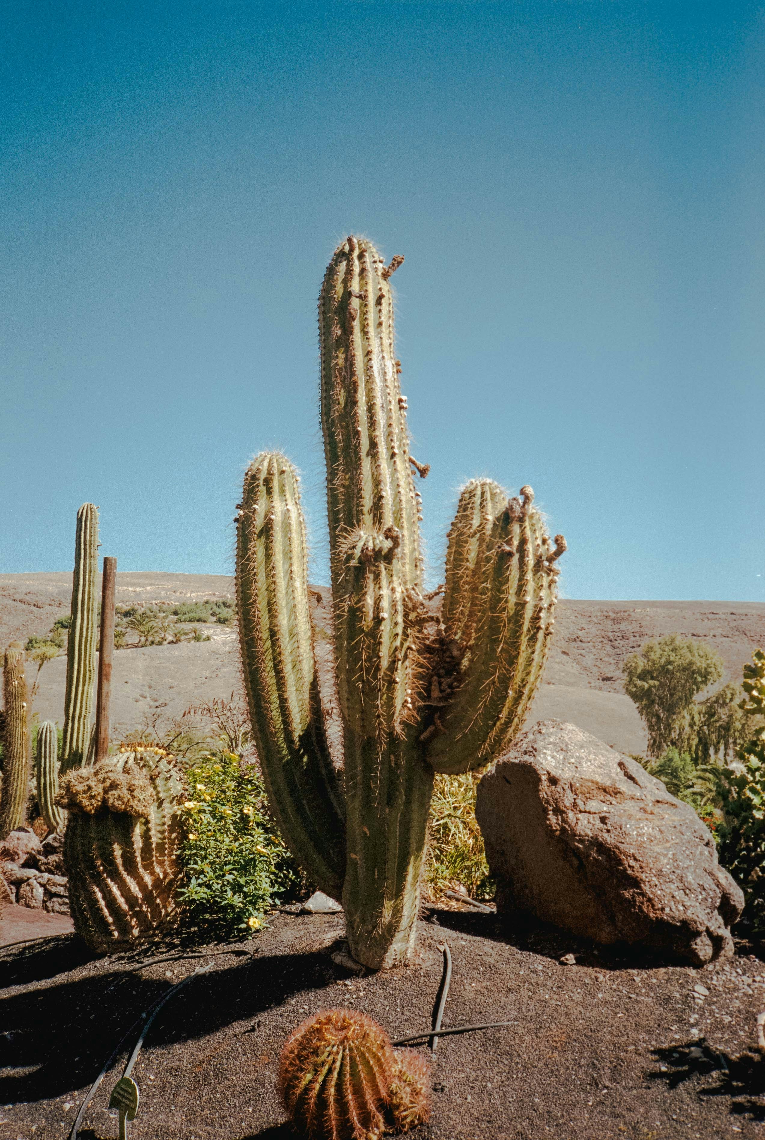 A group of cactus plants in a desert setting photo – Free Usa Image on ...