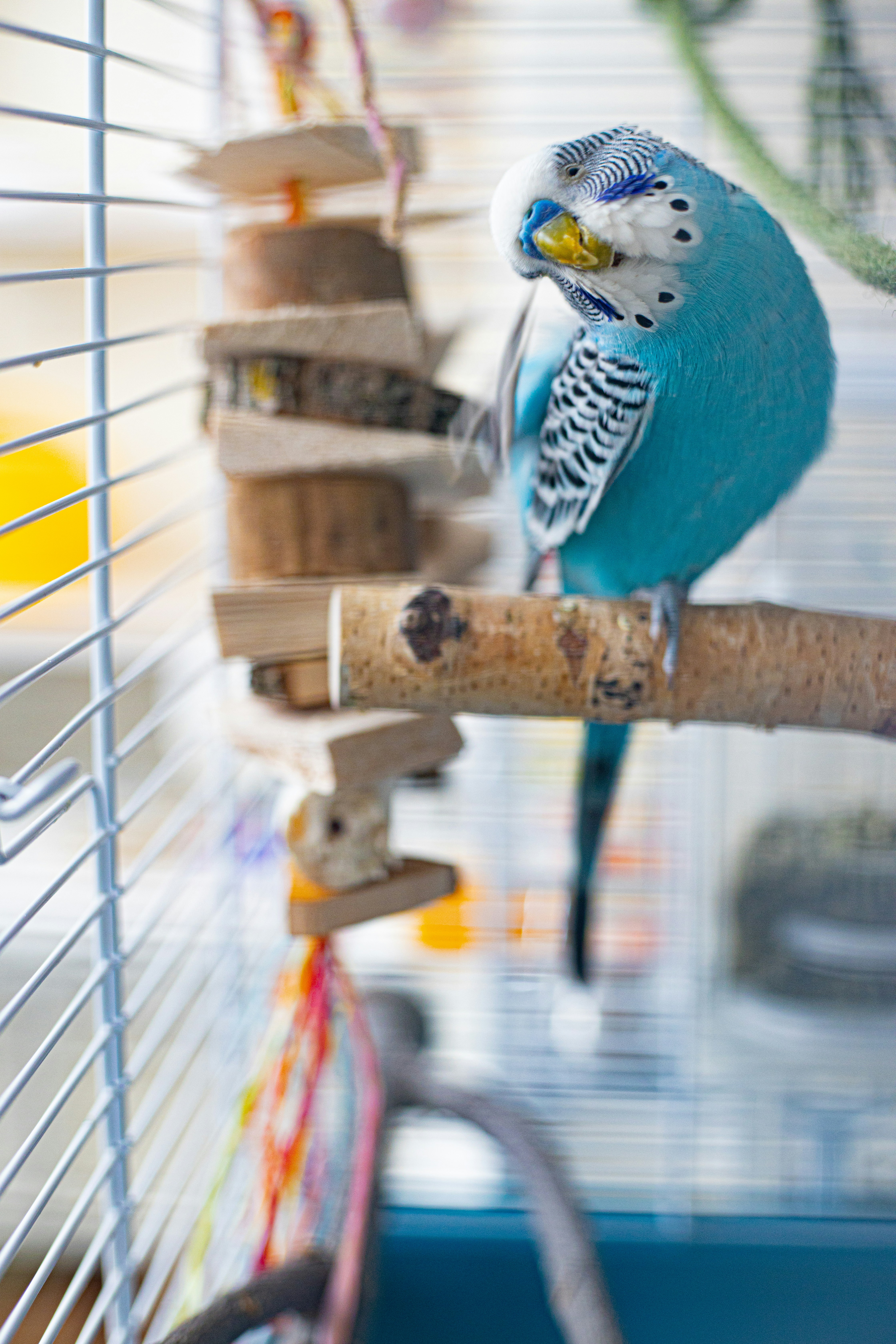 A blue parakeet sitting on a perch in a cage photo – Free Parakeet ...
