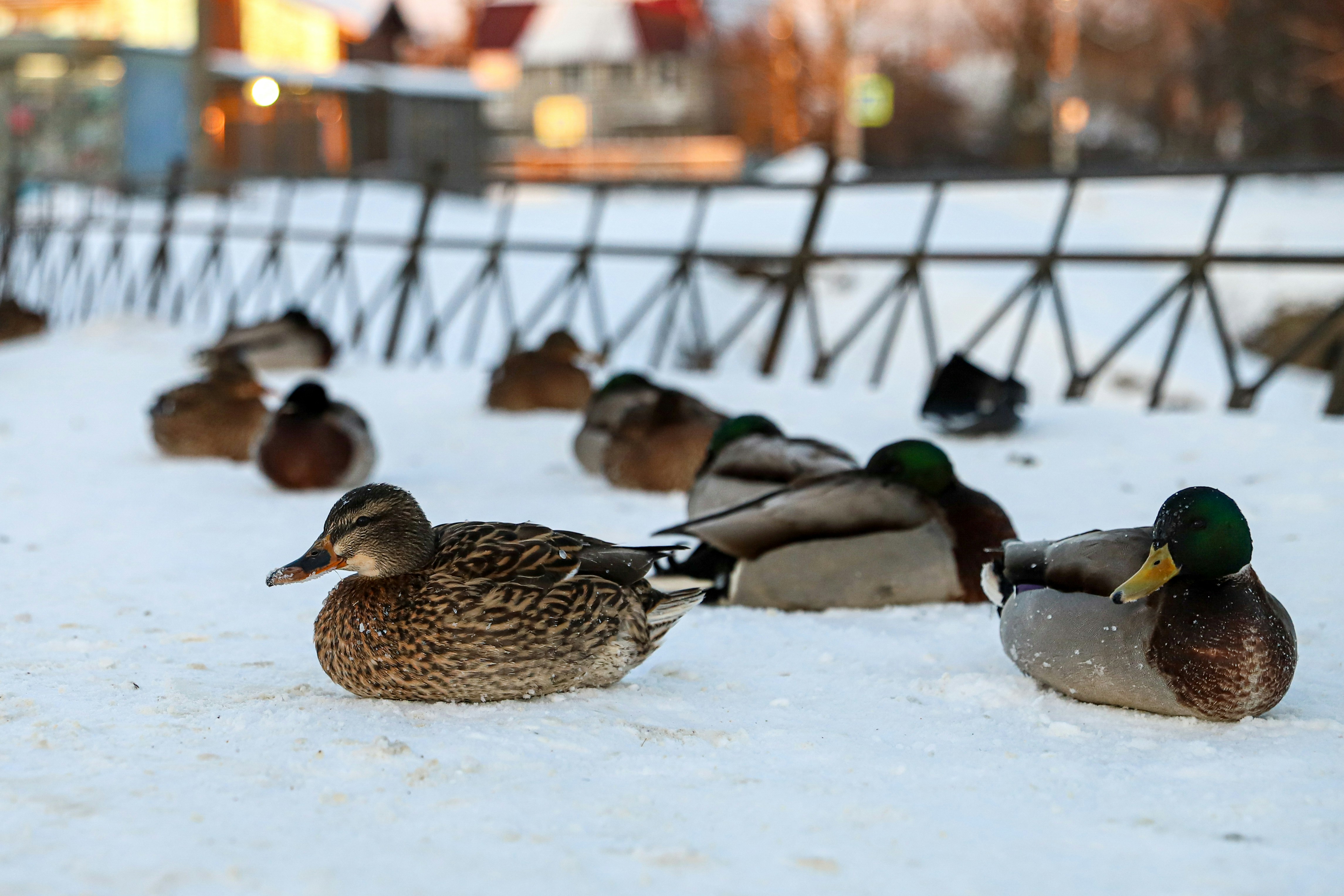 Snowbound Assembly: A Duck Parade on a Frosty Morning
