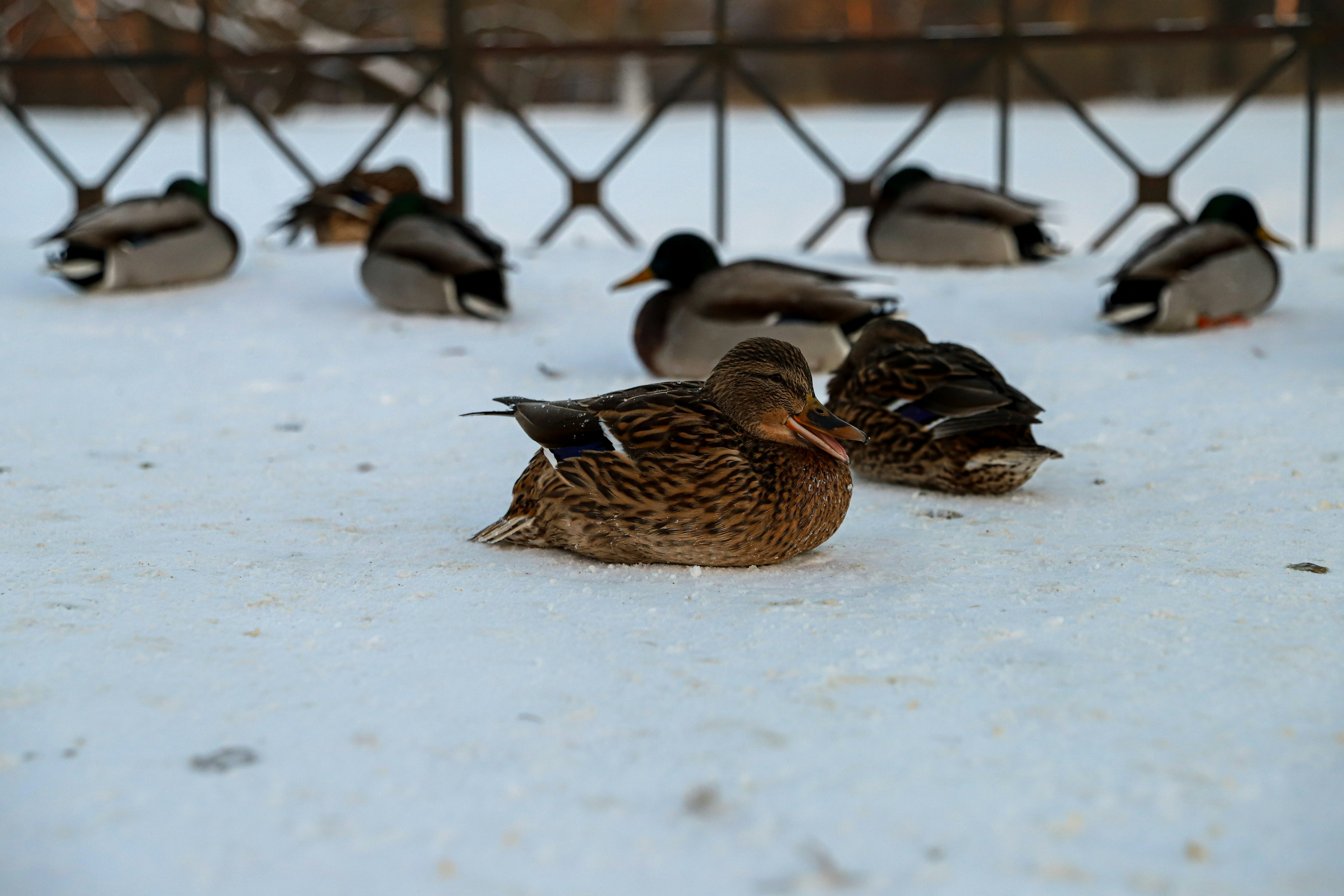 A flock of ducks sitting on top of snow covered ground photo – Free ...