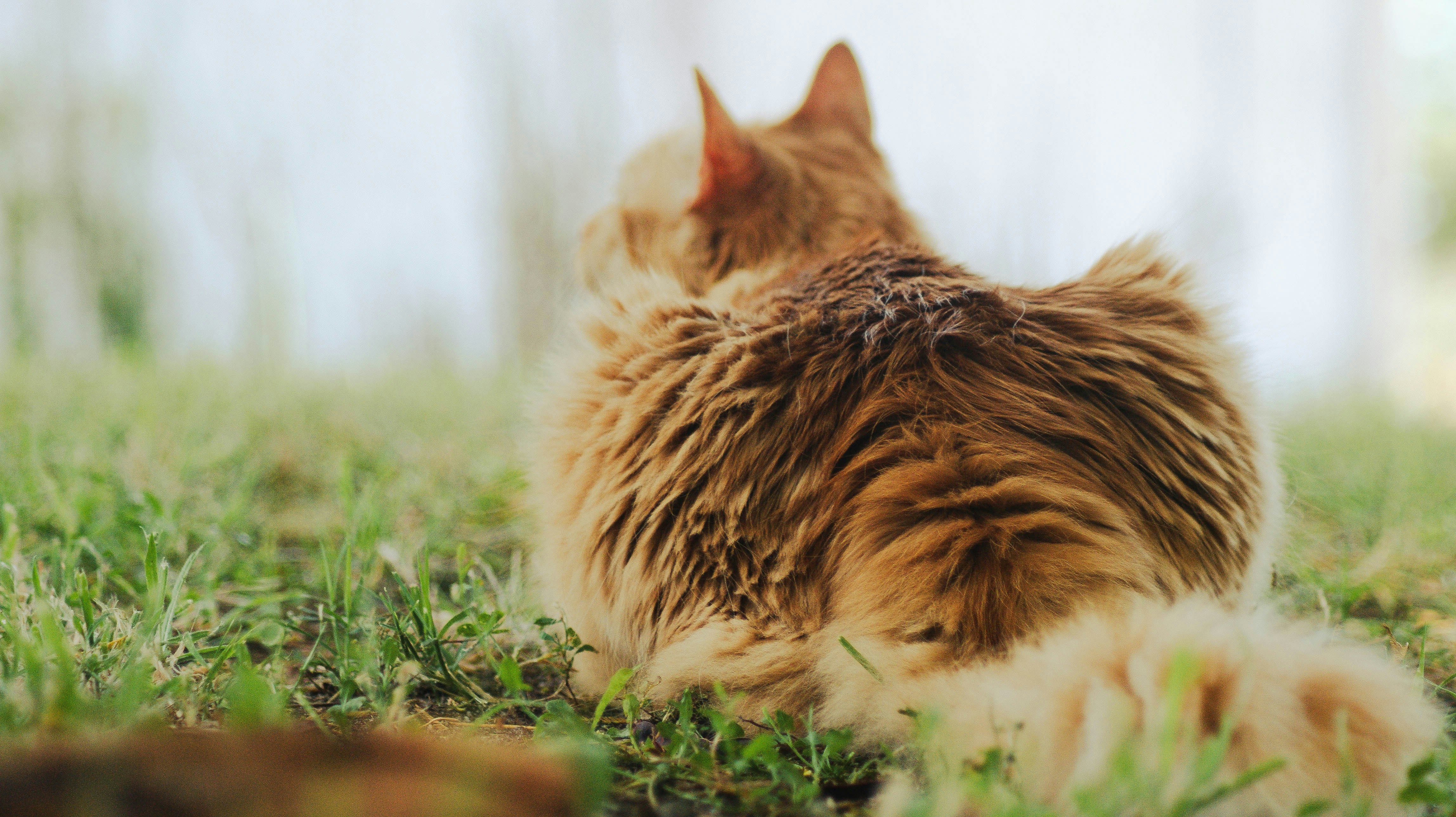 Fluffy orange cat resting in grass, viewed from behind with a shallow depth of field.
