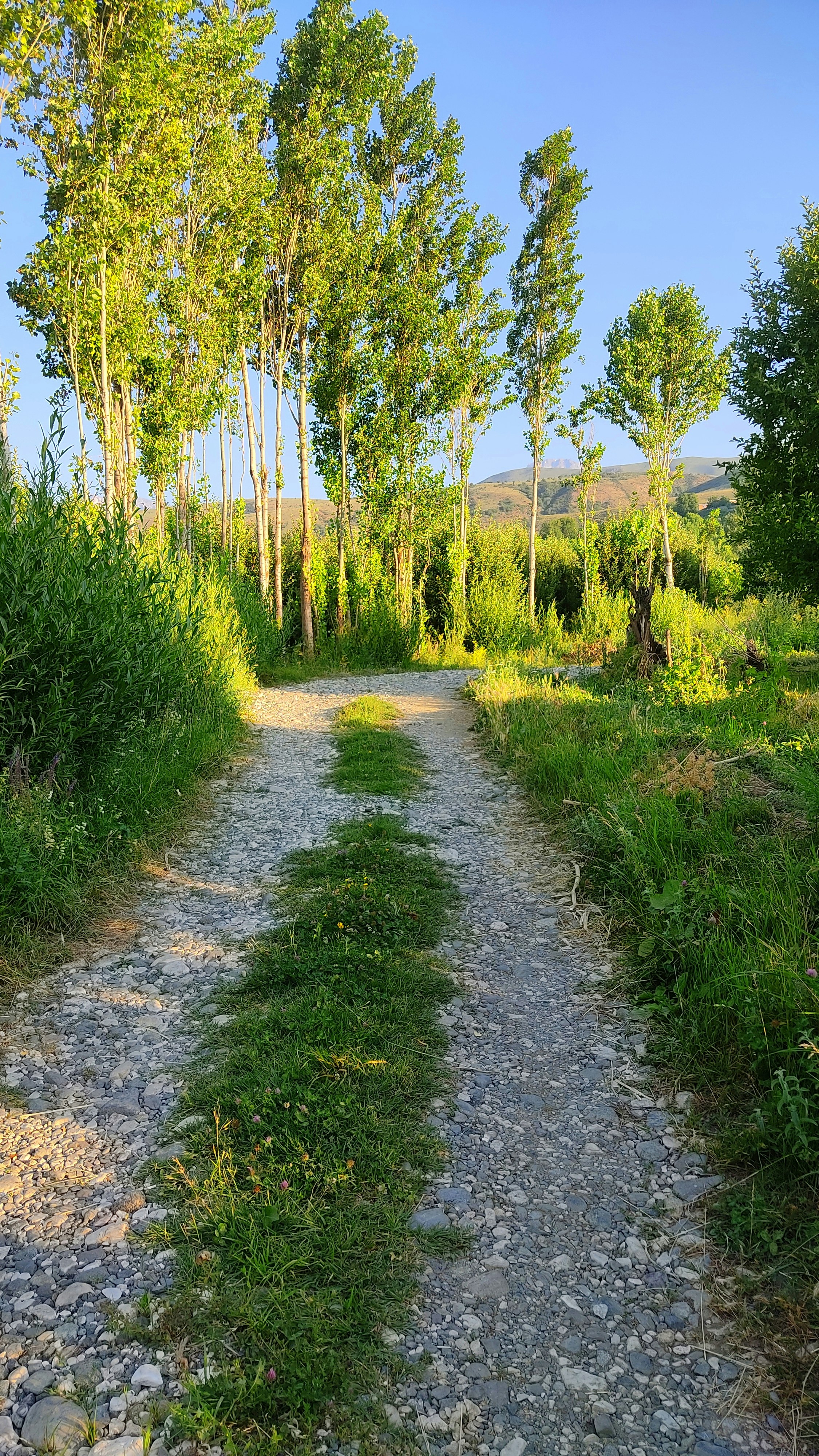 A sunlit gravel path winds between tall poplars and green shrubbery toward distant hills.