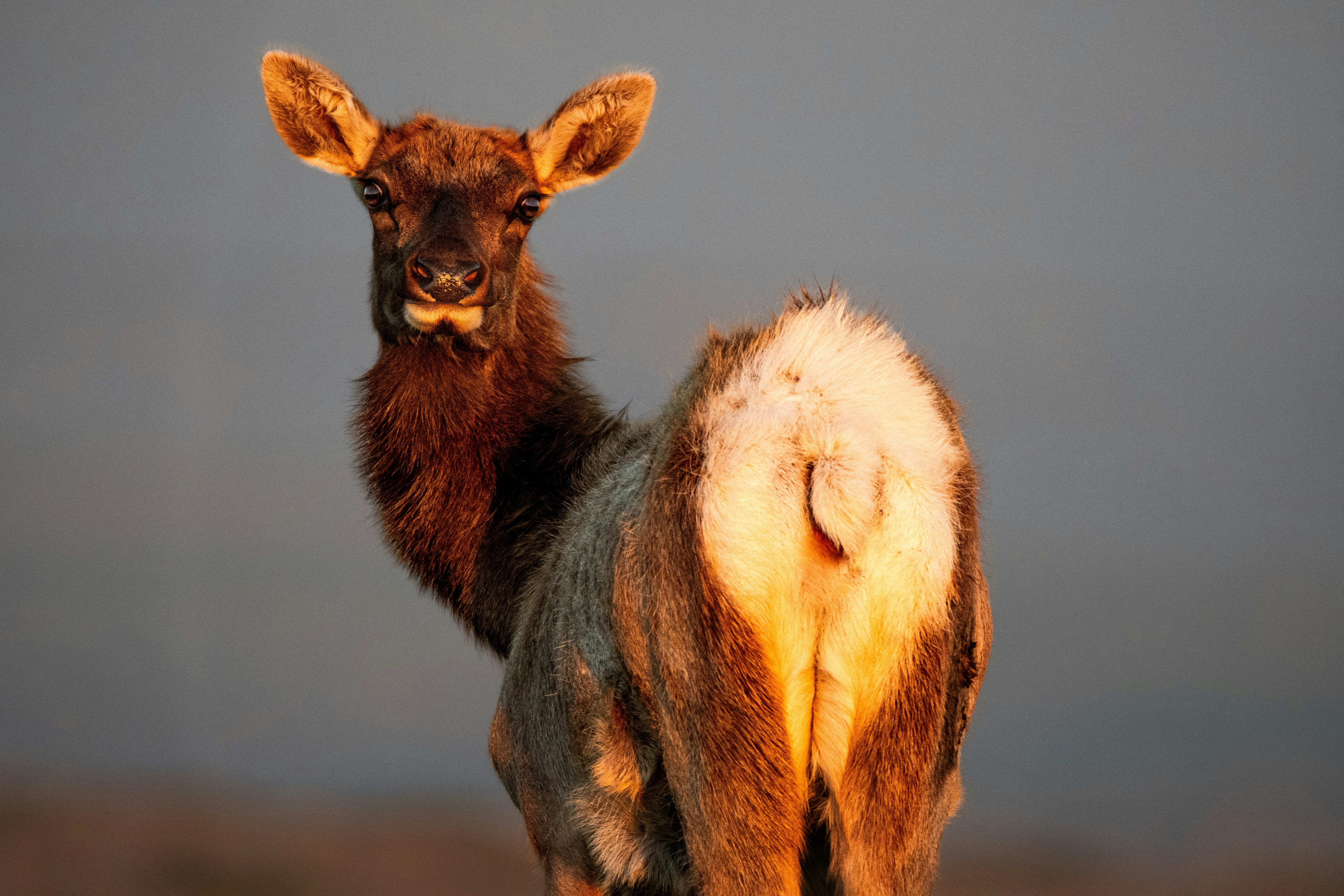 Turned-Back Moment: A Deer in Warm Evening Light