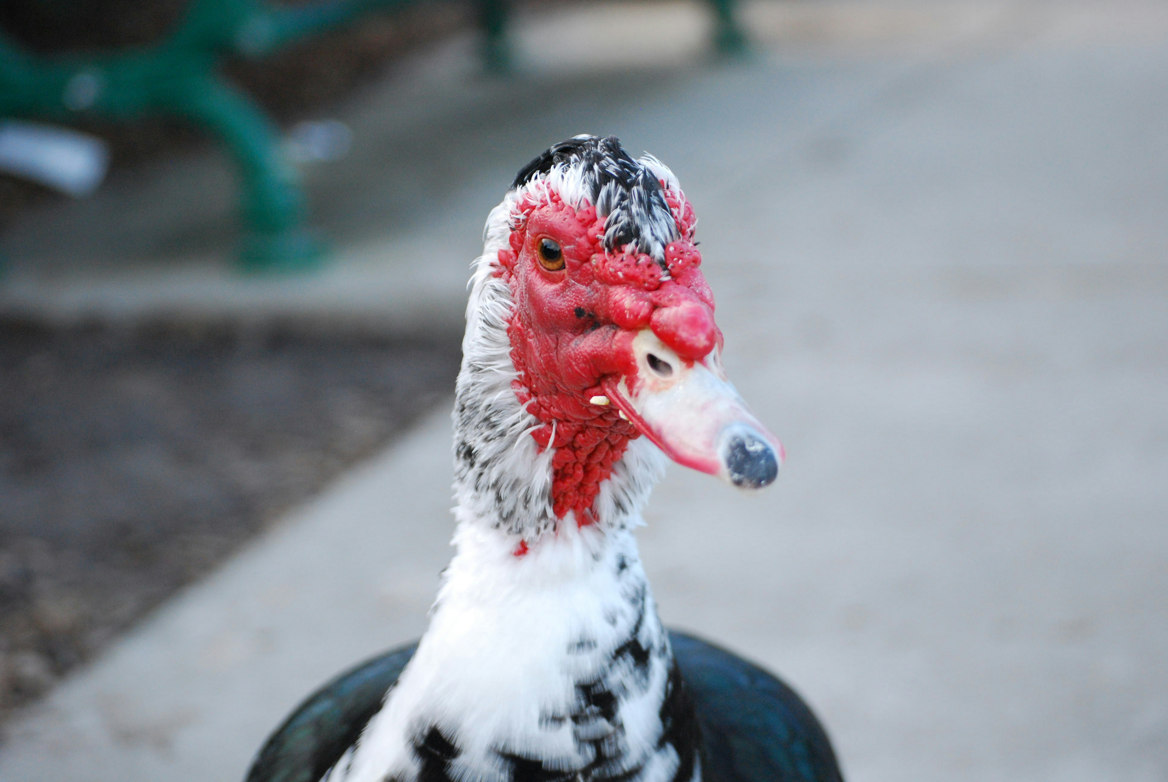 The Regal Muscovy: Nature's Quirky Monarch