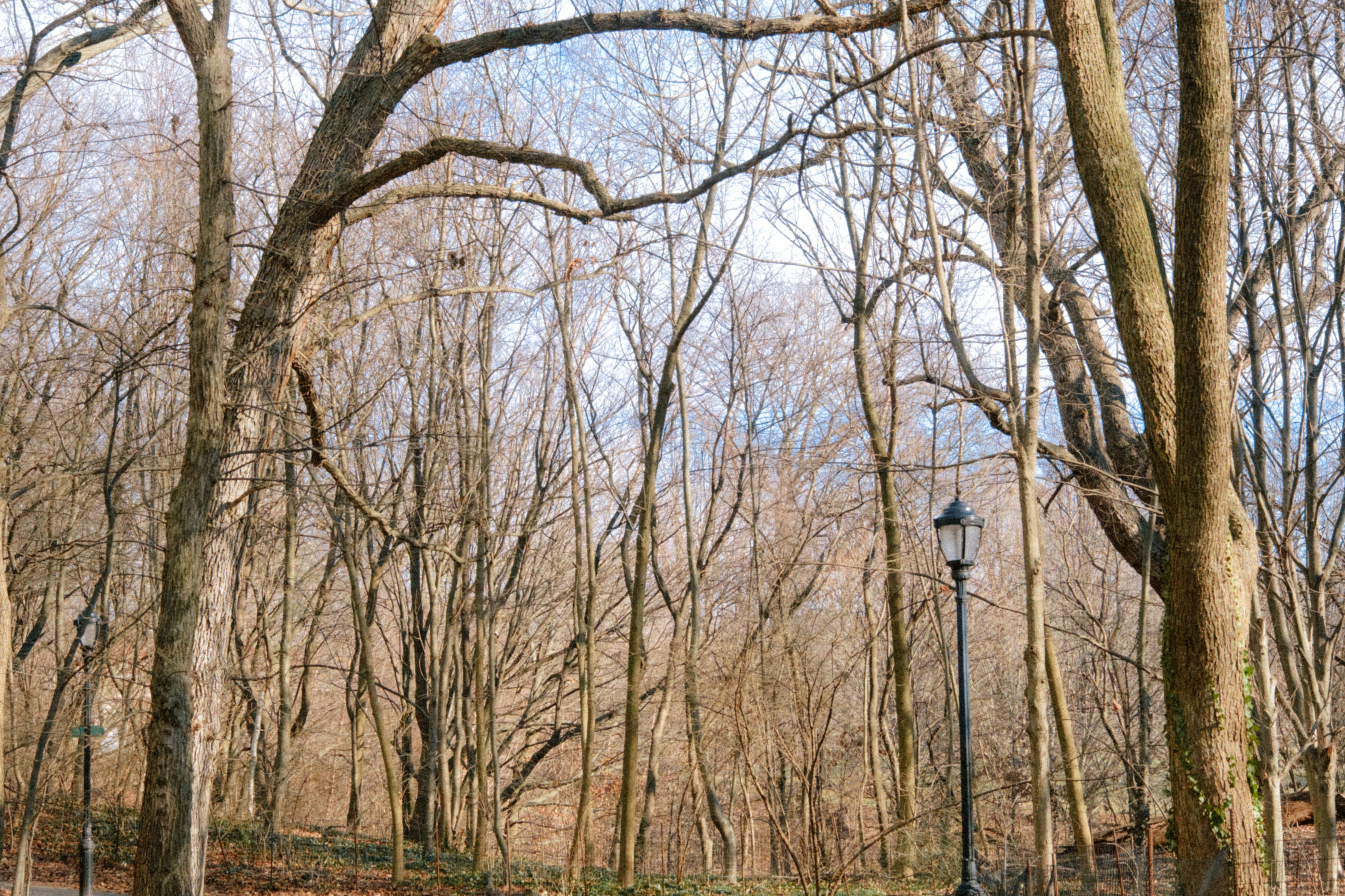The Quiet Streetlamp Among Bare Winter Branches