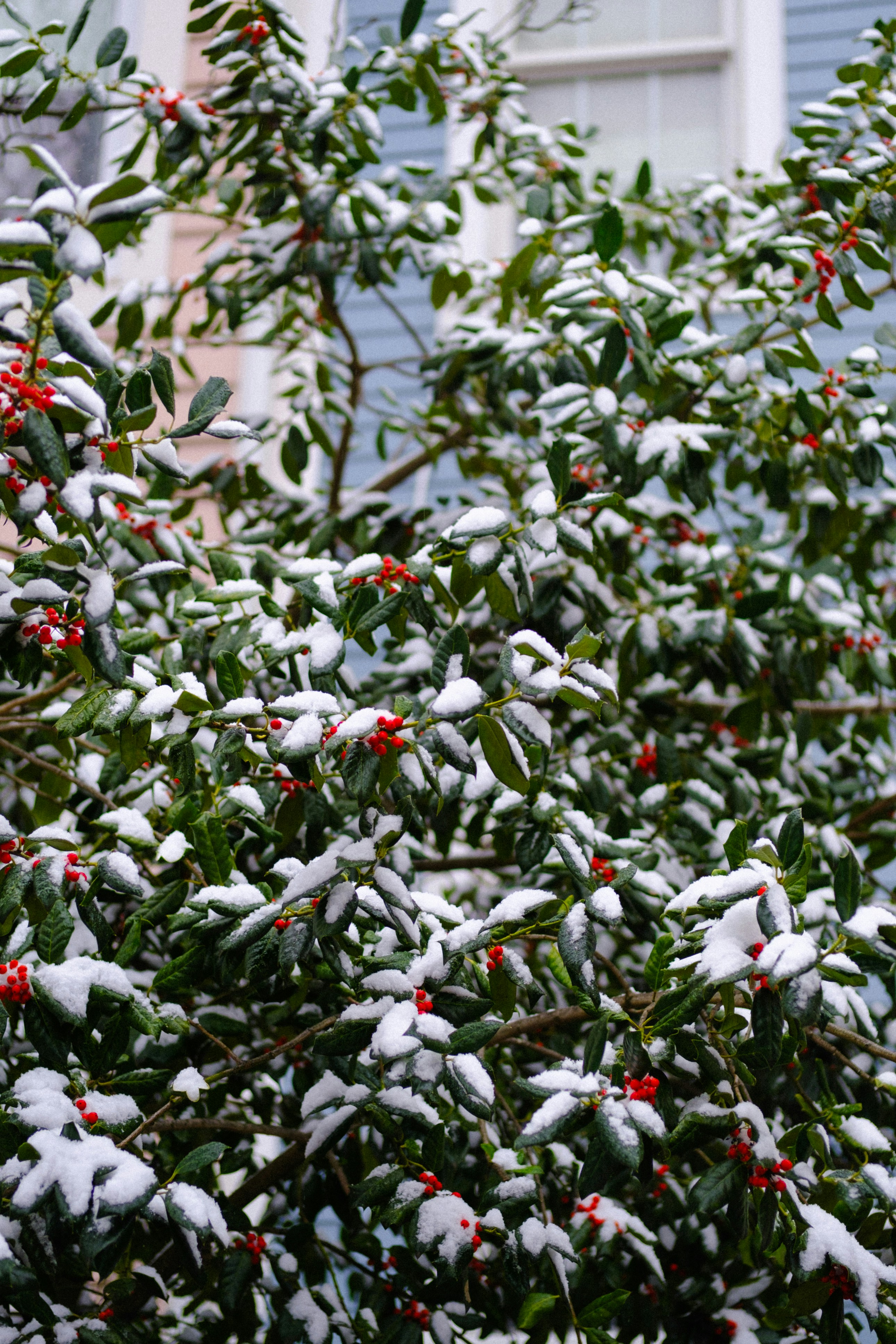 Snow-kissed holly branches framing a quiet winter facade