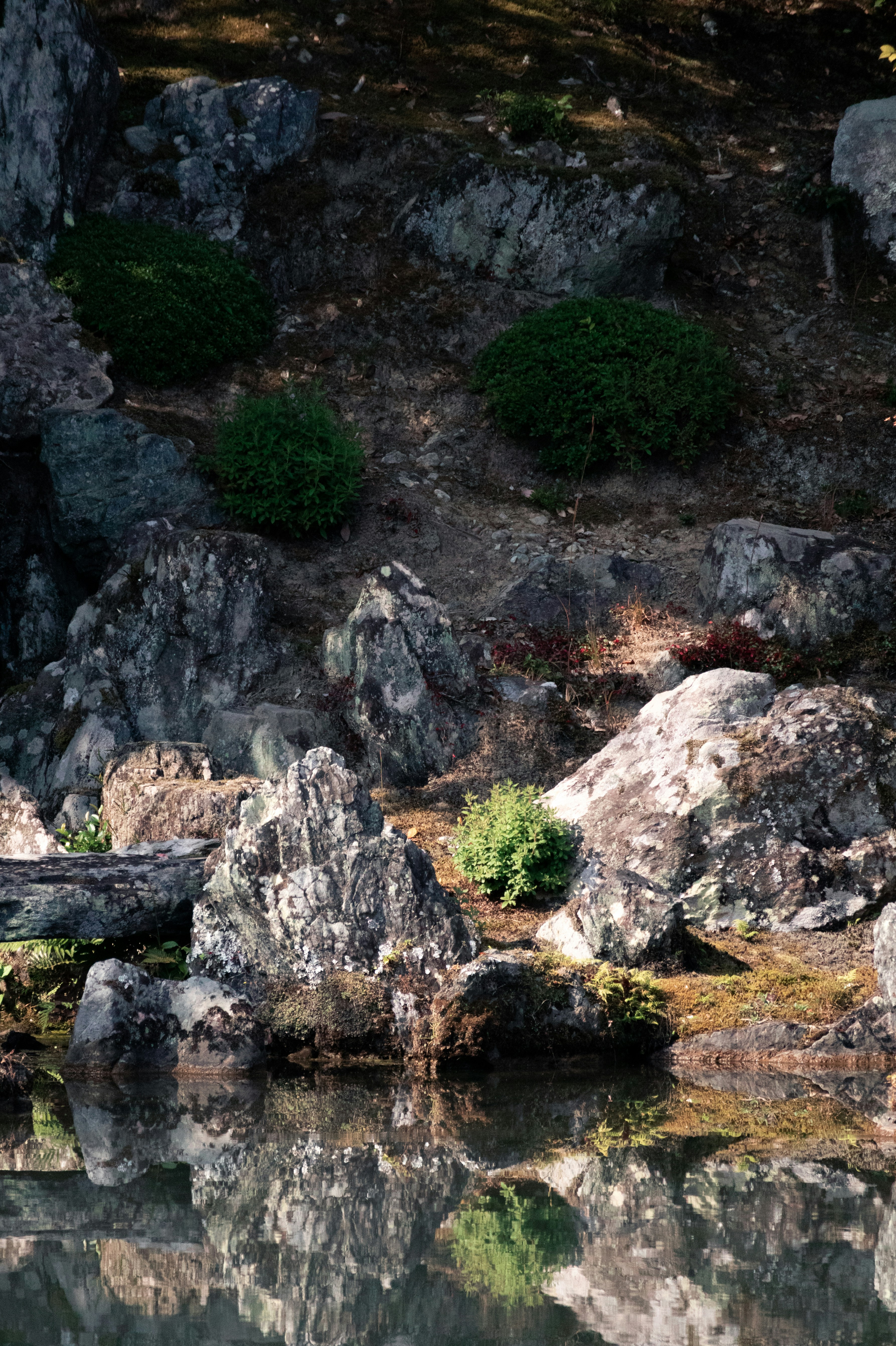 Verdant Sentinel Among Weathered Granite by a Quiet Pool
