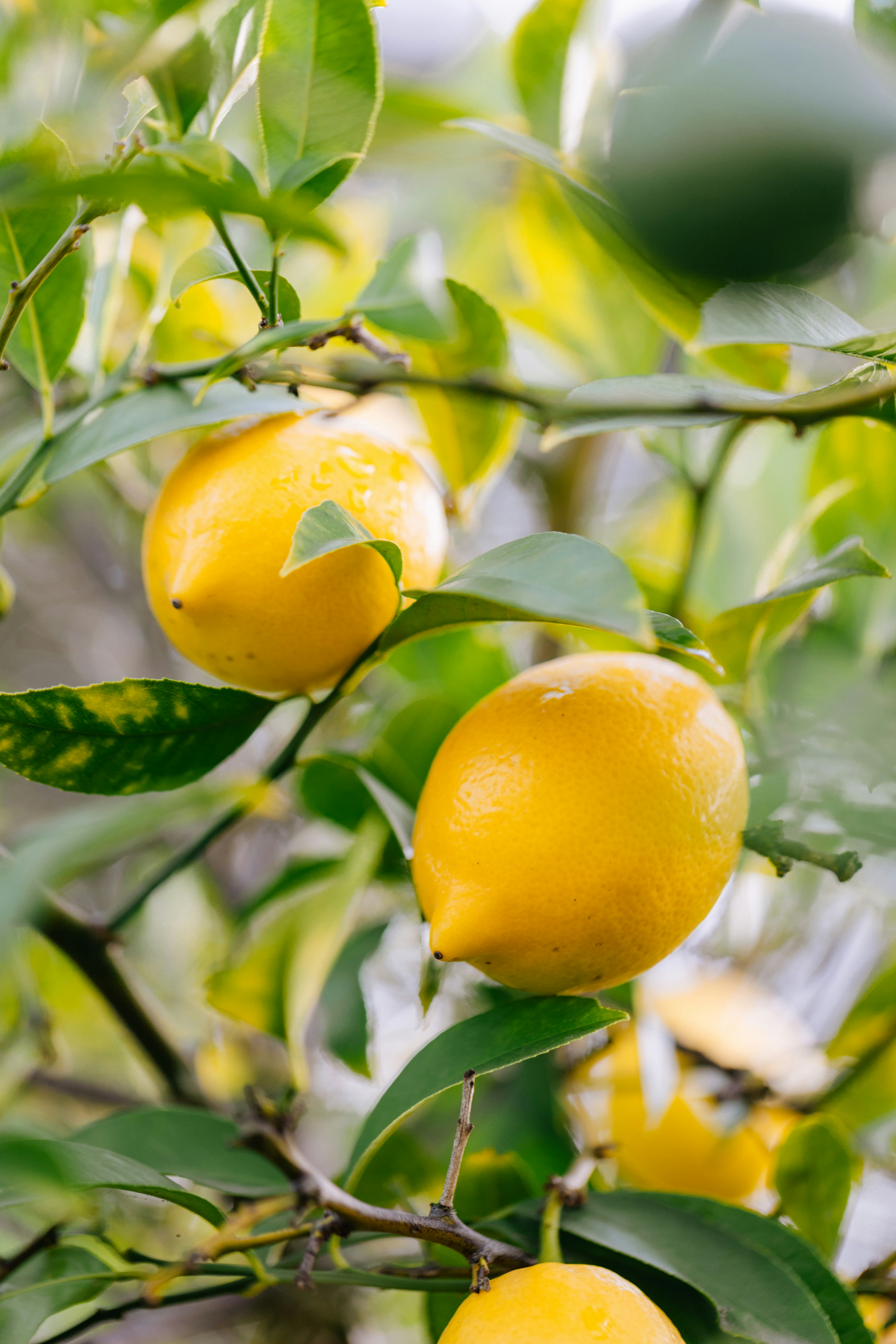 A tree filled with lots of ripe lemons photo – Free Food Image on Unsplash