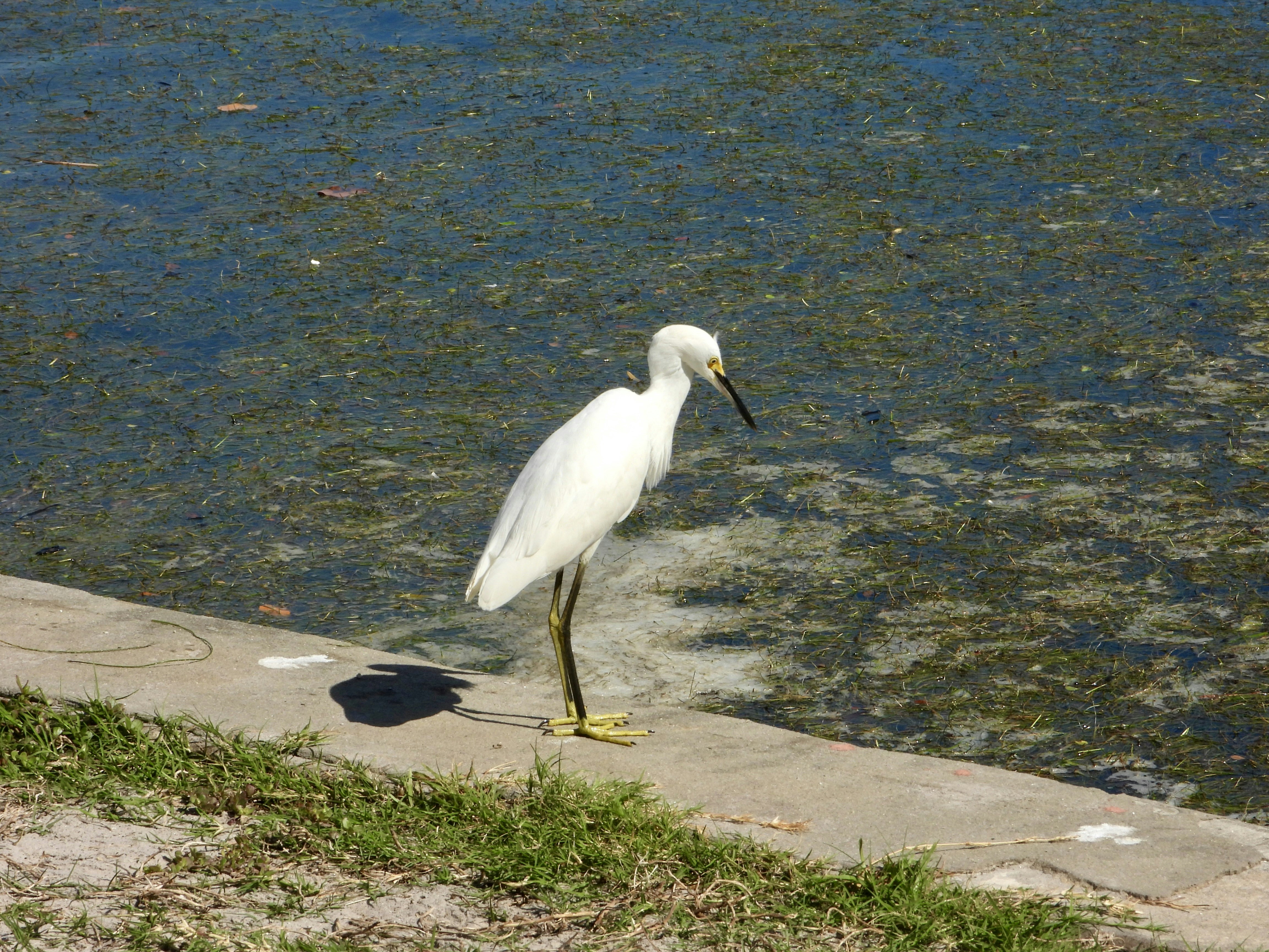 A wild white snowy egret bird searching for food in St. Petersburg, Florida, by photographer Anita Denunzio.
