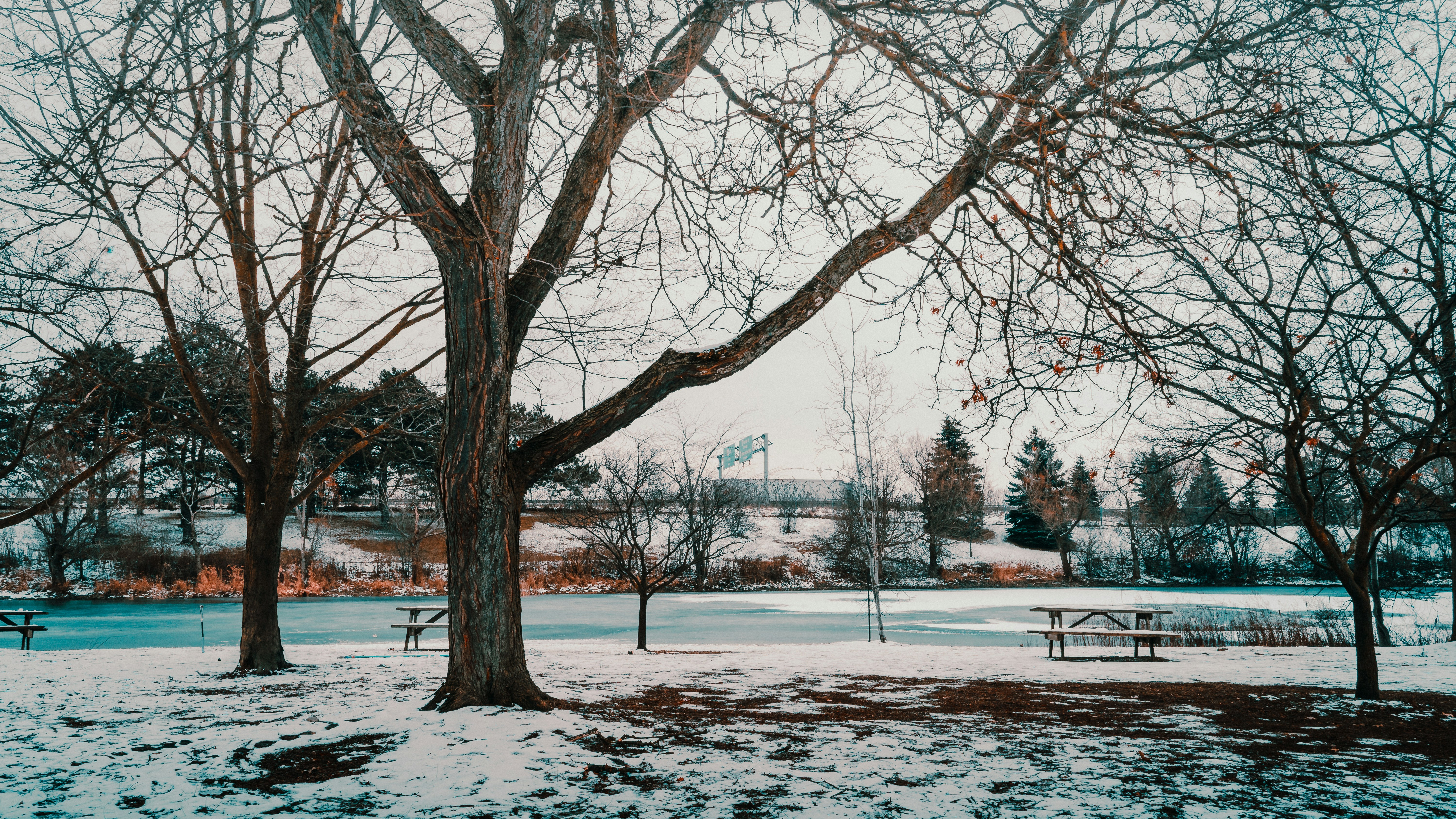Snow-dusted park with bare trees and an empty bench under a gray sky.