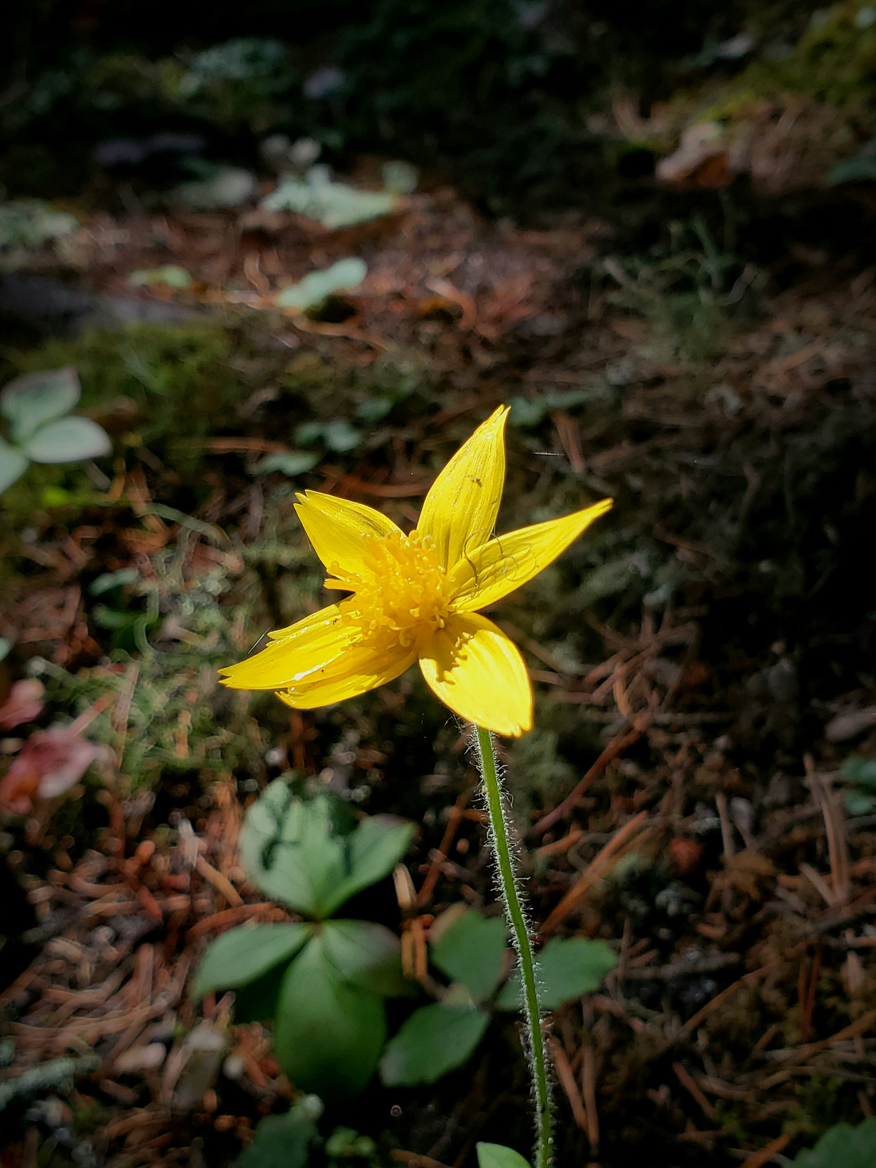 Gold in Green: a solitary wildflower at the forest edge