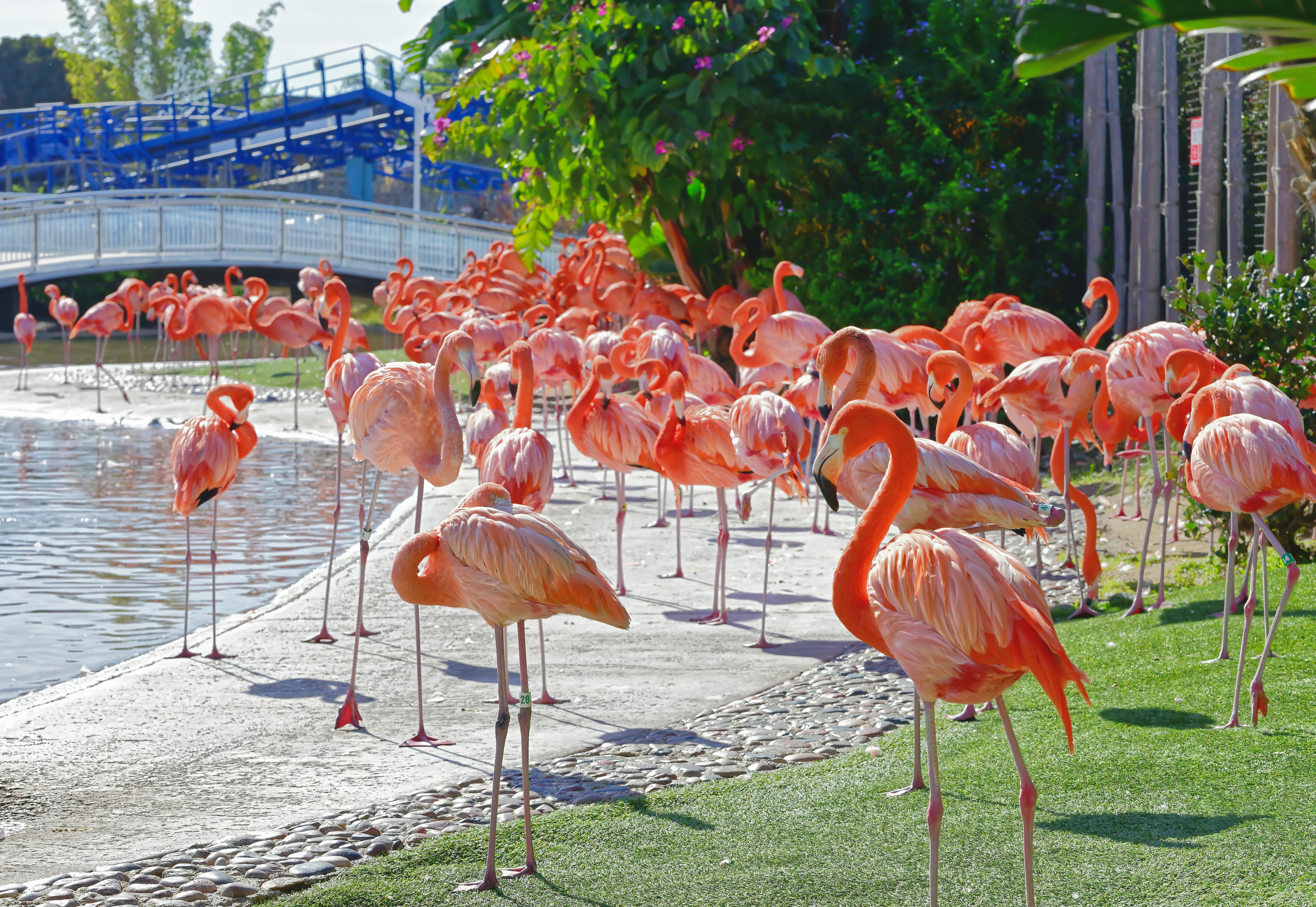 Sunlit Flamingos Parade Along the Riverside Boardwalk