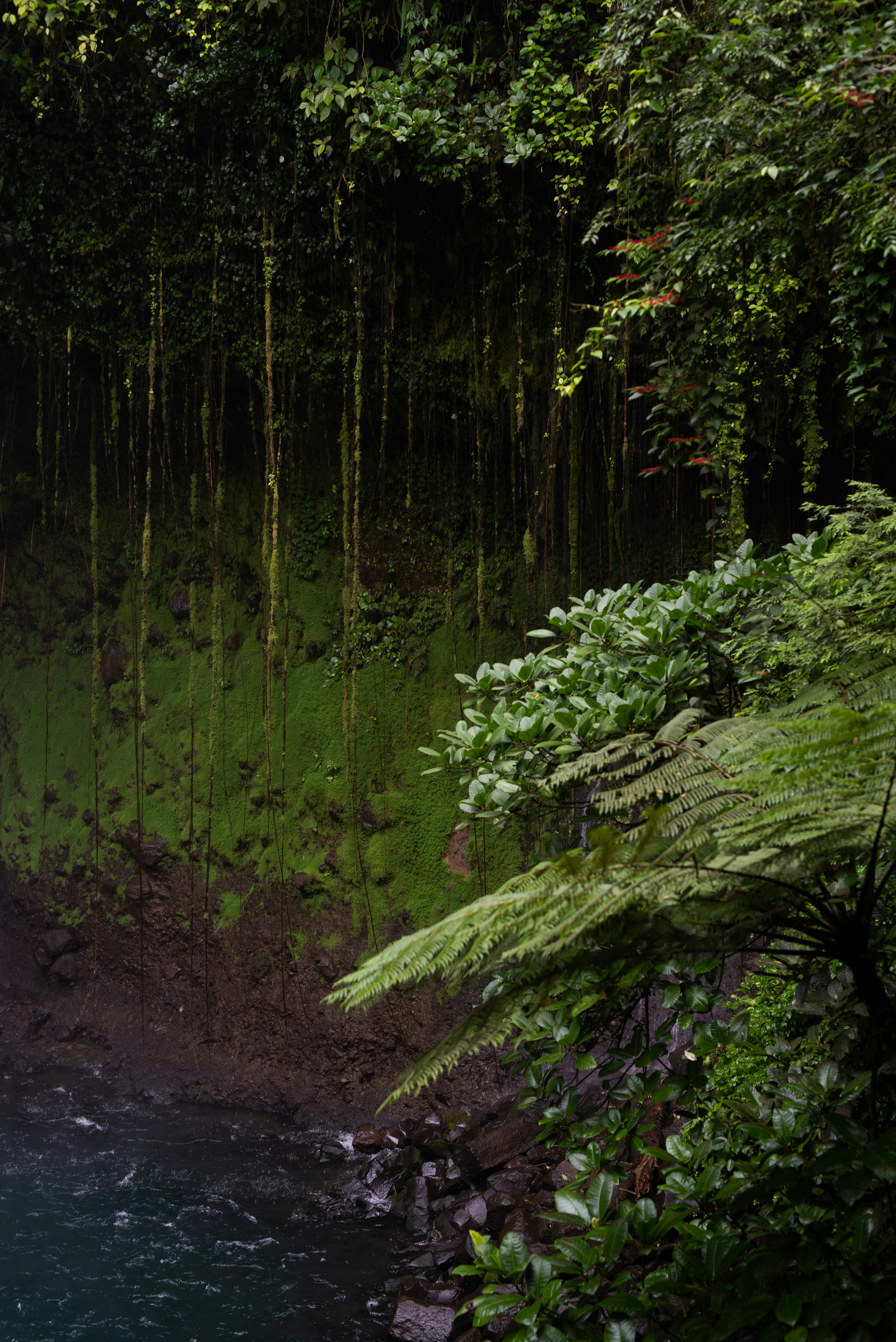 Verdant Veil: Moss-Covered Cliff Fringed by Ferns Over a Quiet Shore