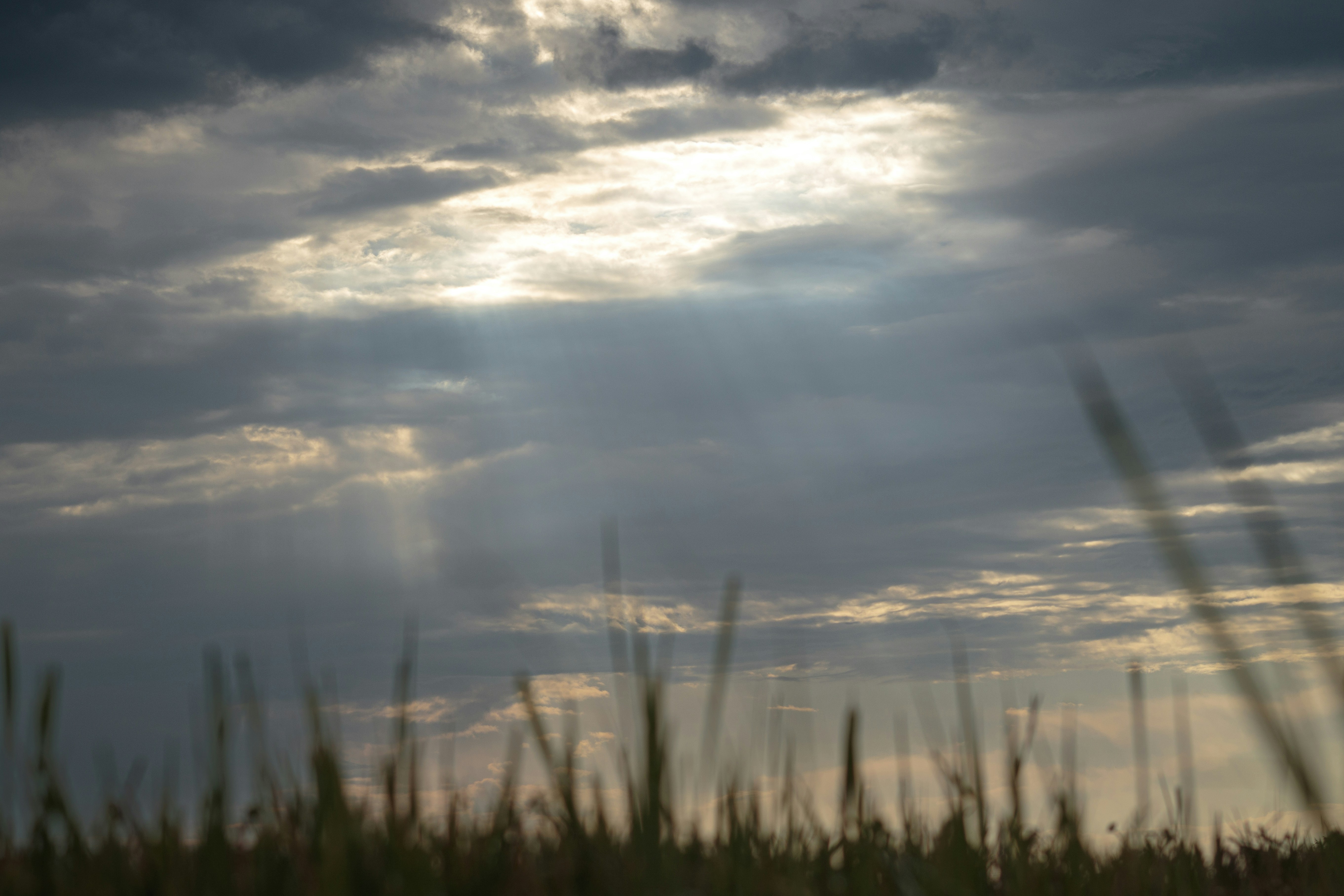 Sunbeams Fracture a Quiet Grass Horizon