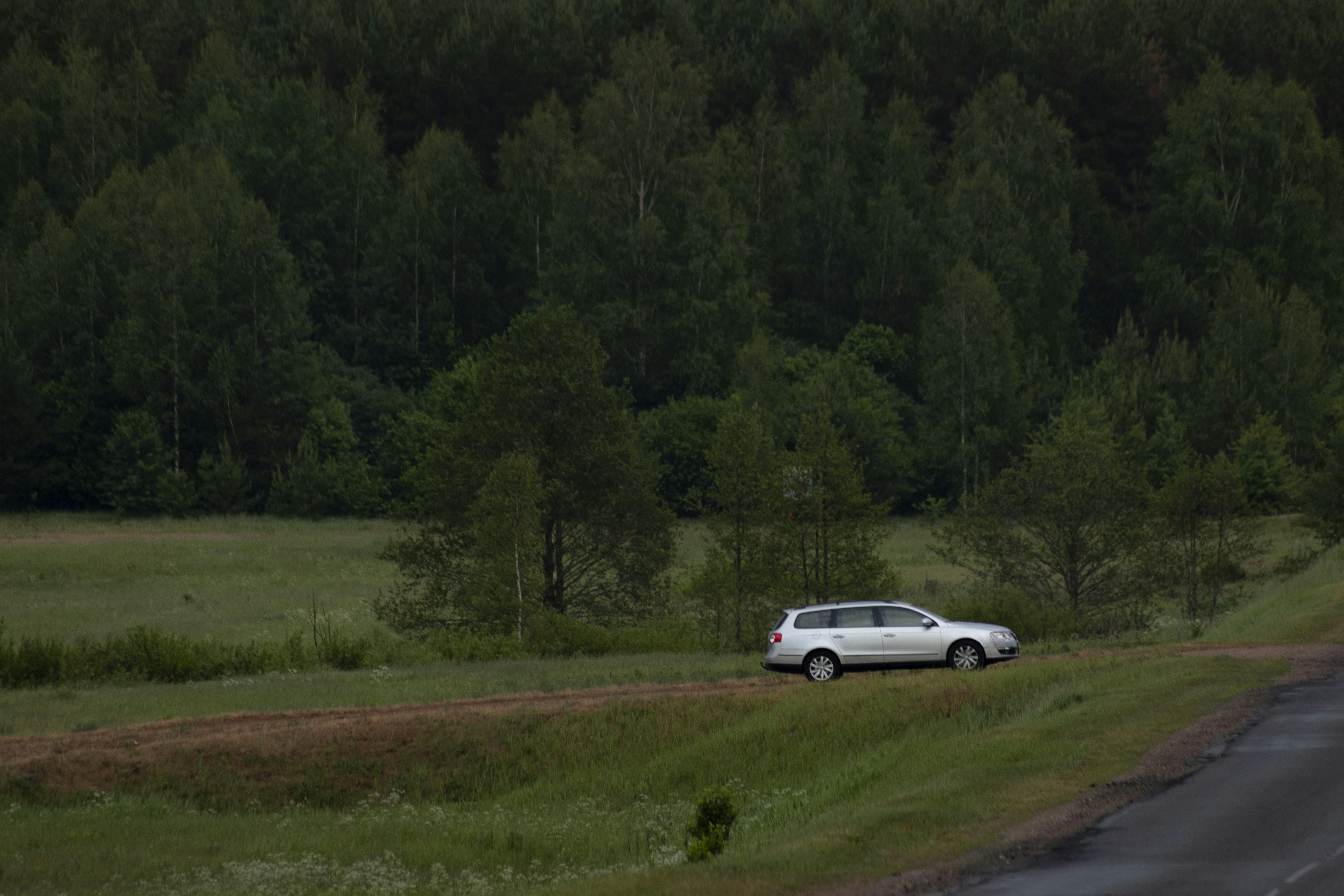 Threshold Runabout: A Silver SUV on a Grassy Verge Beneath a Pine Forest