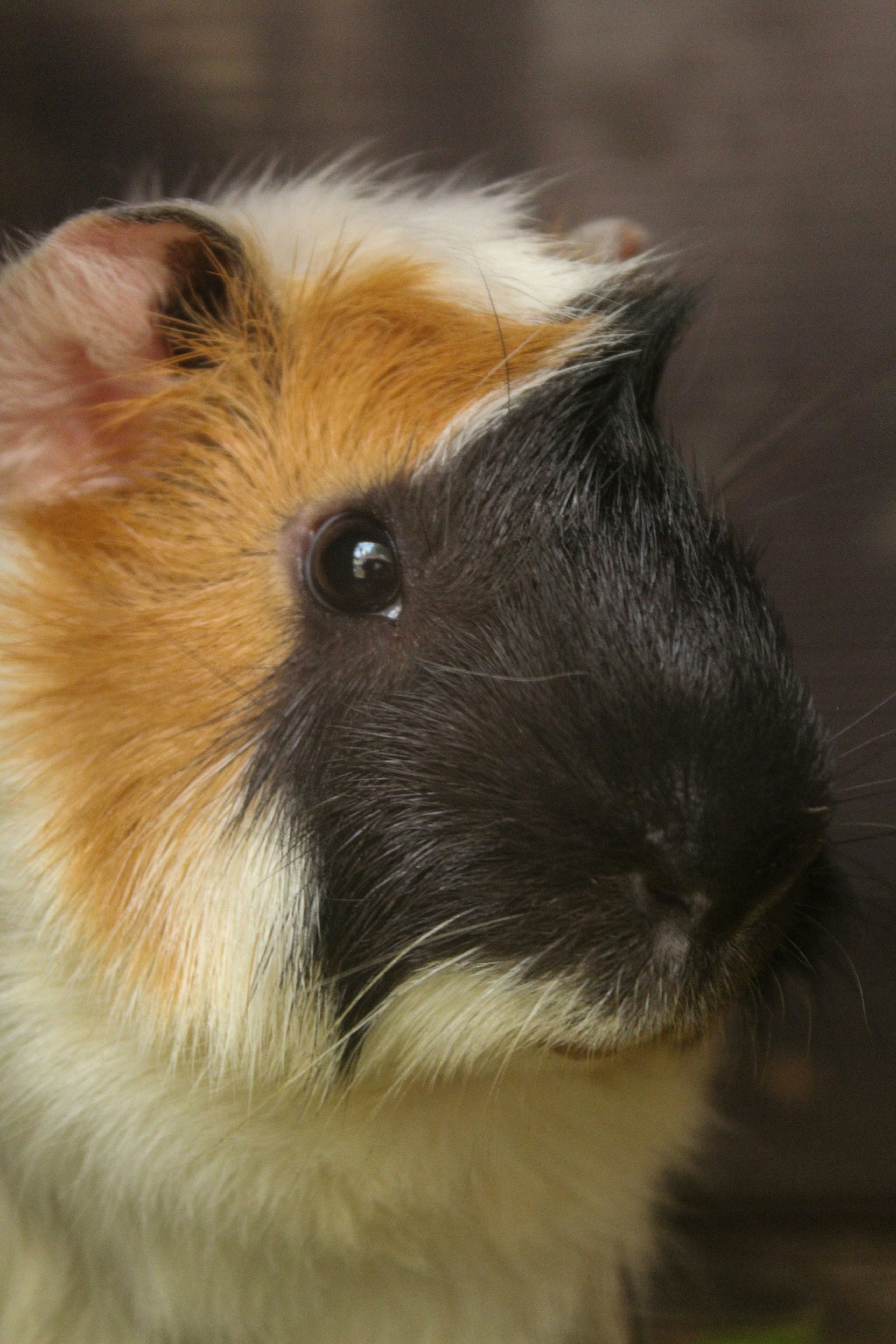 cute guinea pig's face