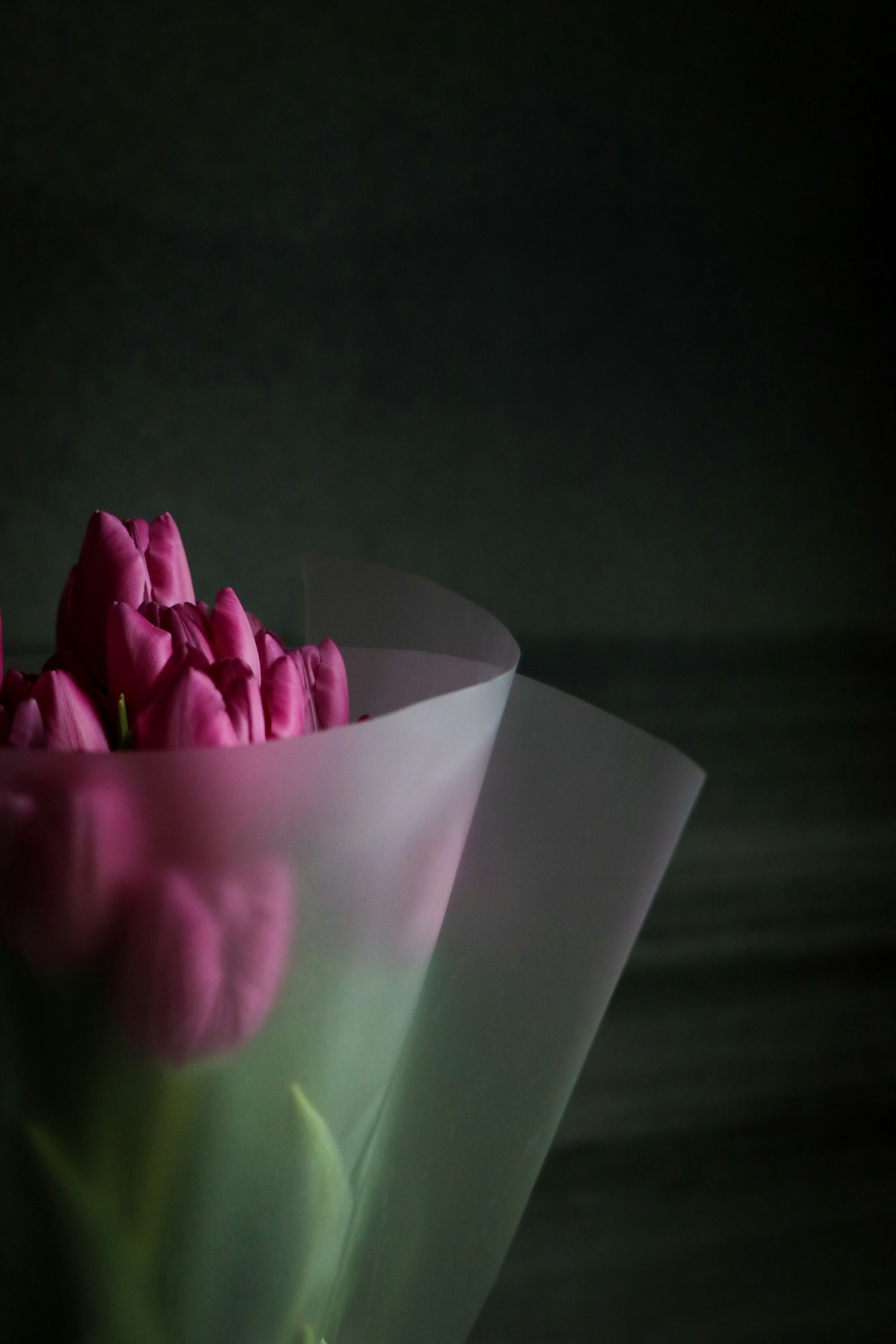 Pink Tulips in Translucent Wrap: A Quiet Low-Light Bouquet Portrait