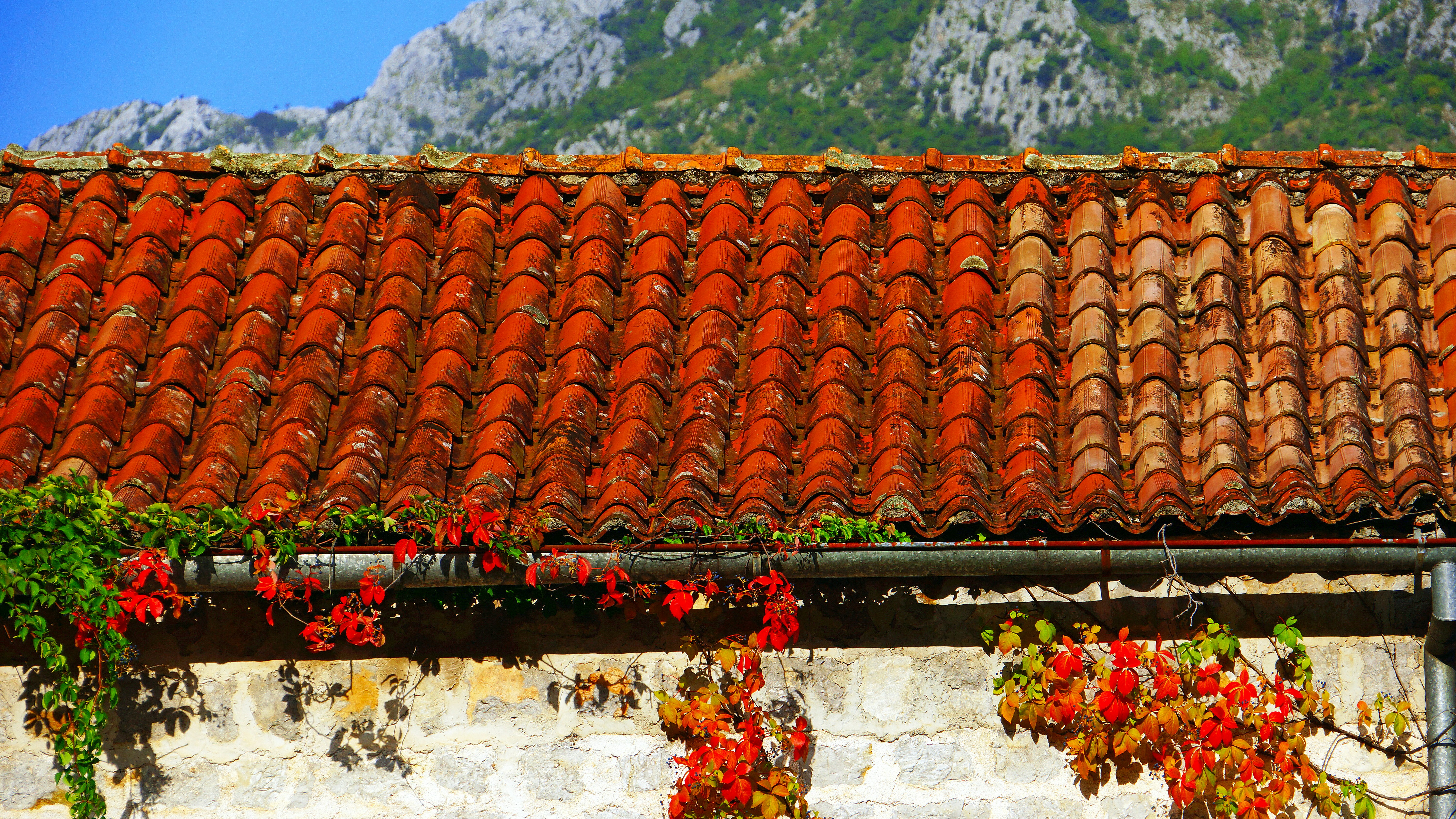 a red tiled roof with vines growing on it