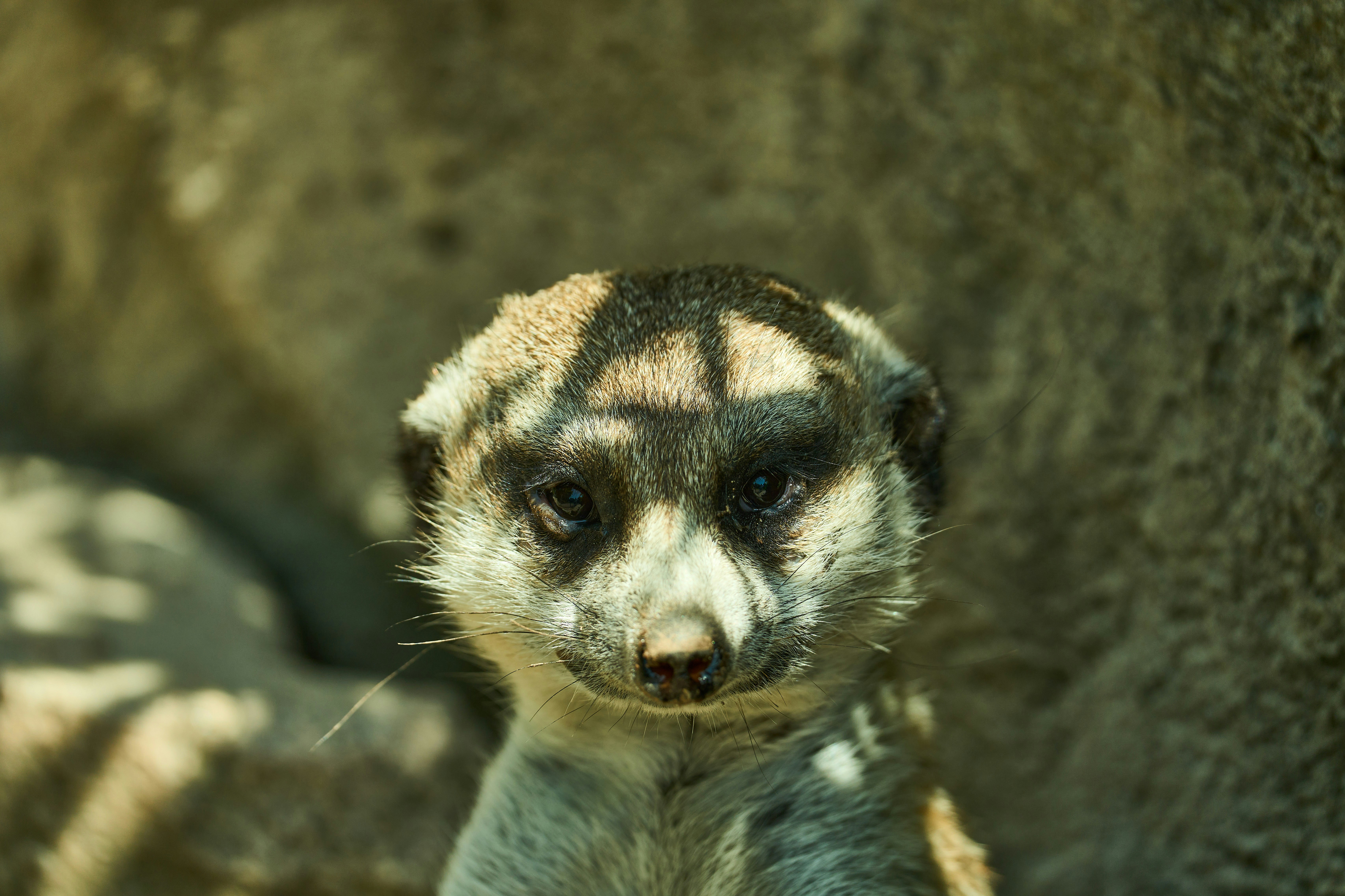 A close up of a small animal near a rock photo – Free Animal Image on ...