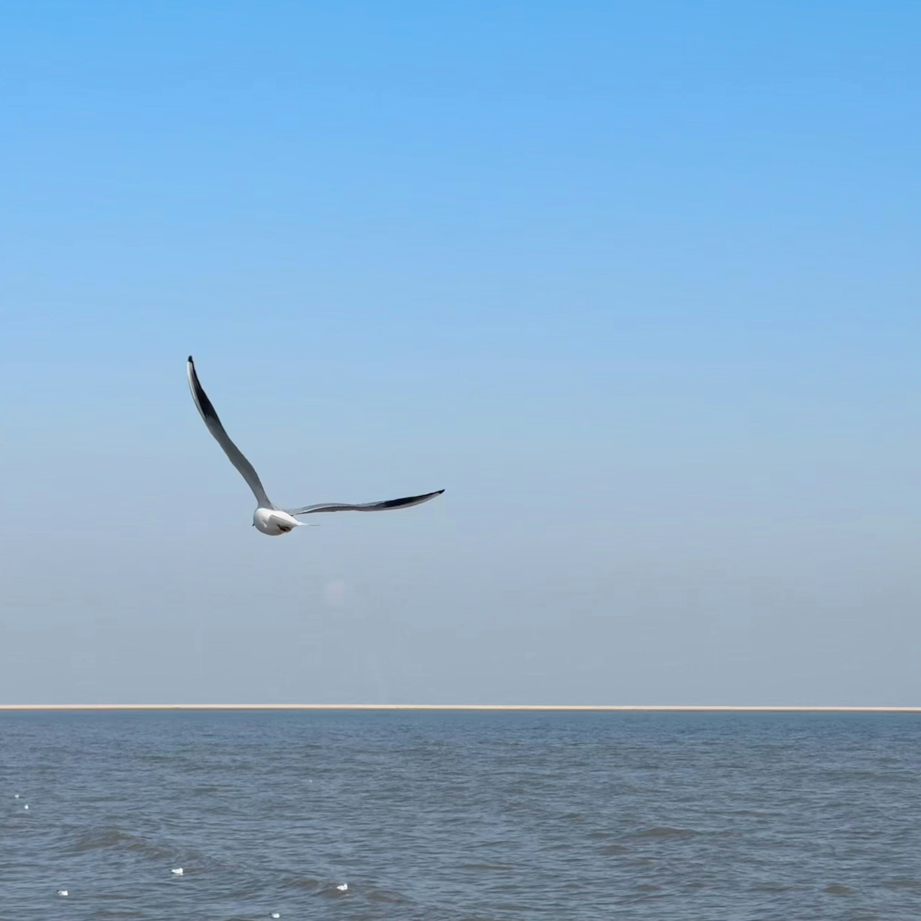 Wingbeat over a Quiet Blue Horizon