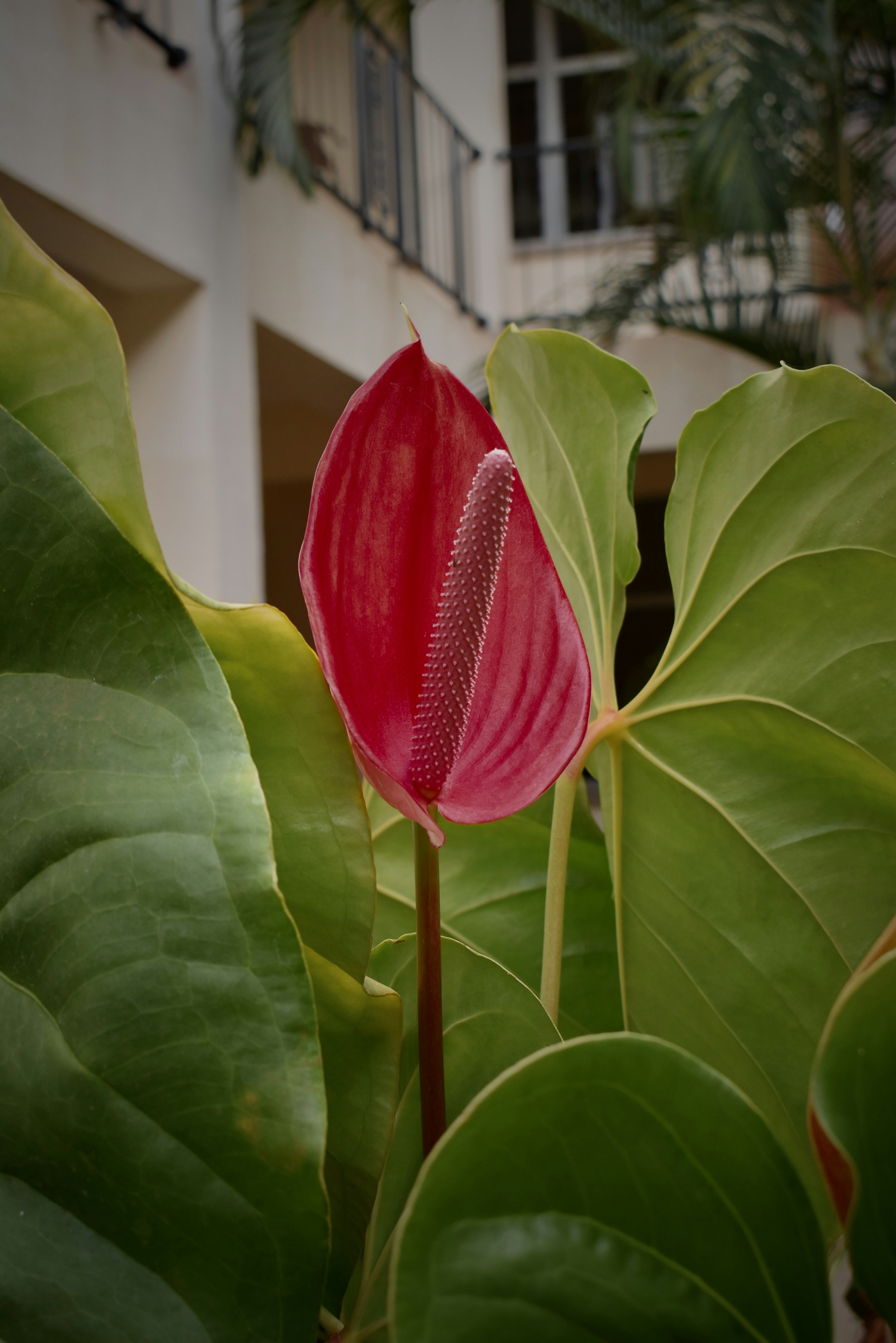 Crimson Spathe in a Green Canopy: Close-Up of an Anthurium