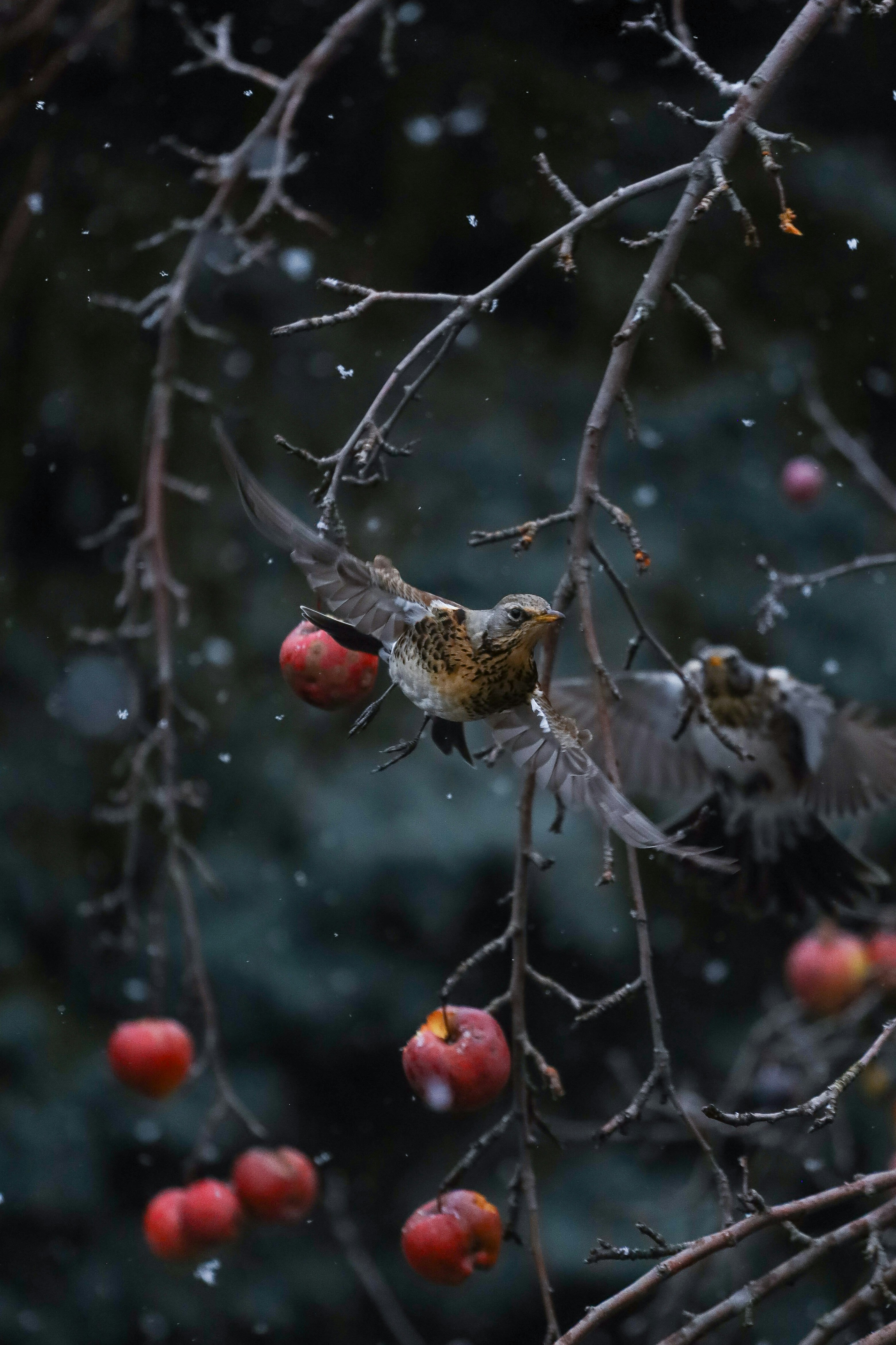 A couple of birds that are sitting in a tree photo – Free Bird Image on ...