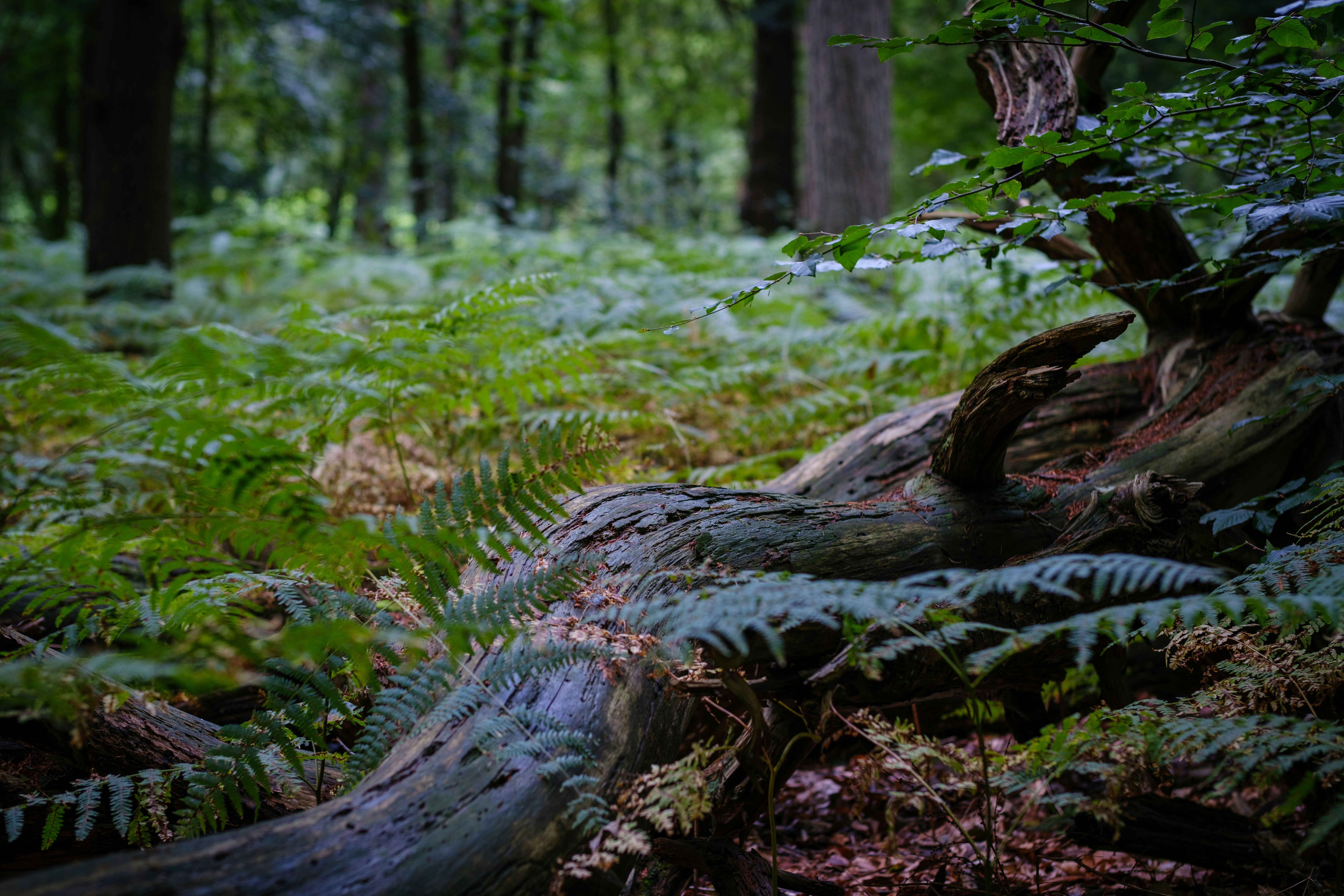 A fallen tree in the middle of a forest photo – Free Forest Image on ...