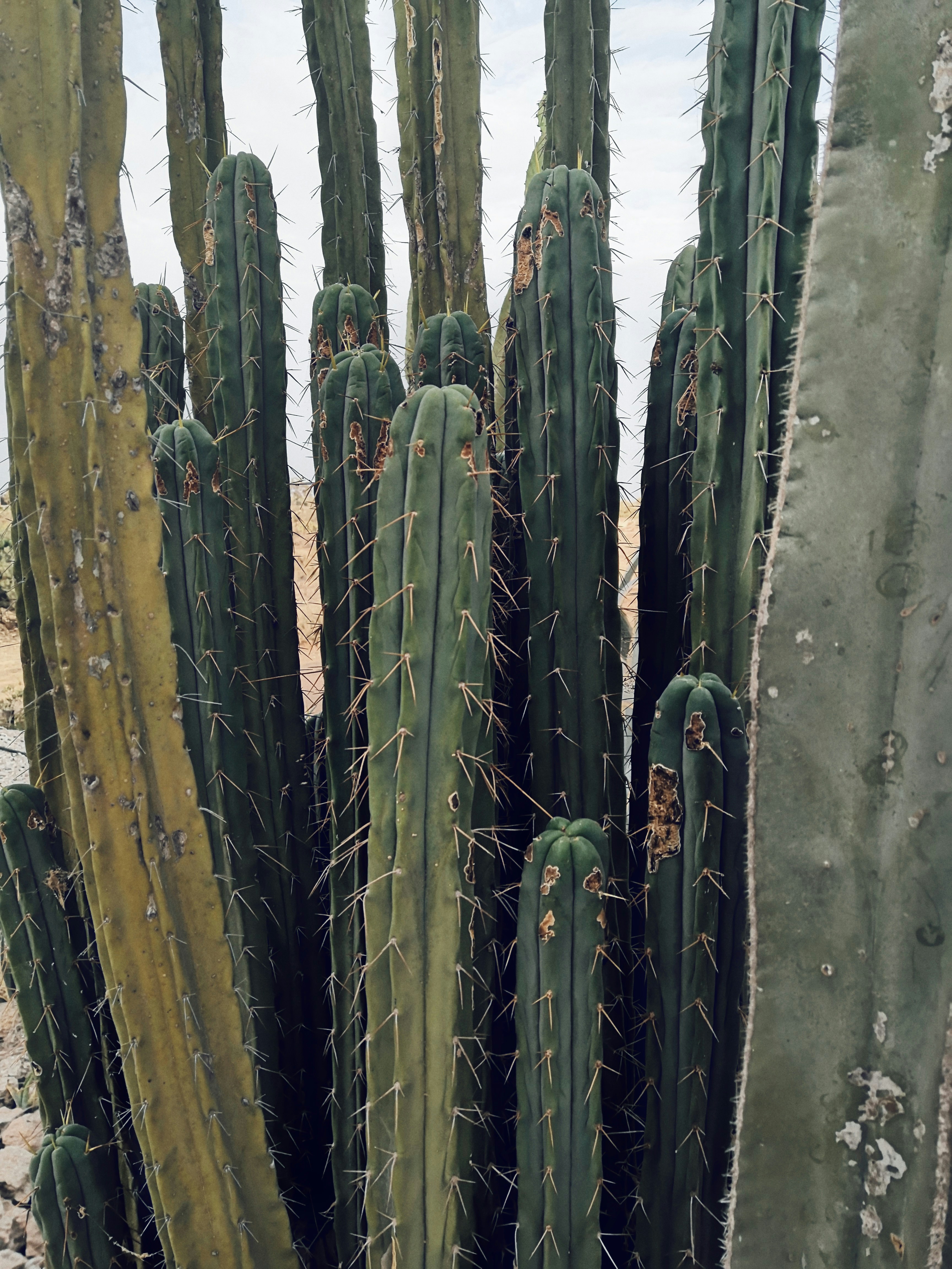 Dense cluster of tall, ribbed cacti with long spines fills the frame. This photograph highlights textured surfaces and rugged silhouettes against a muted background.