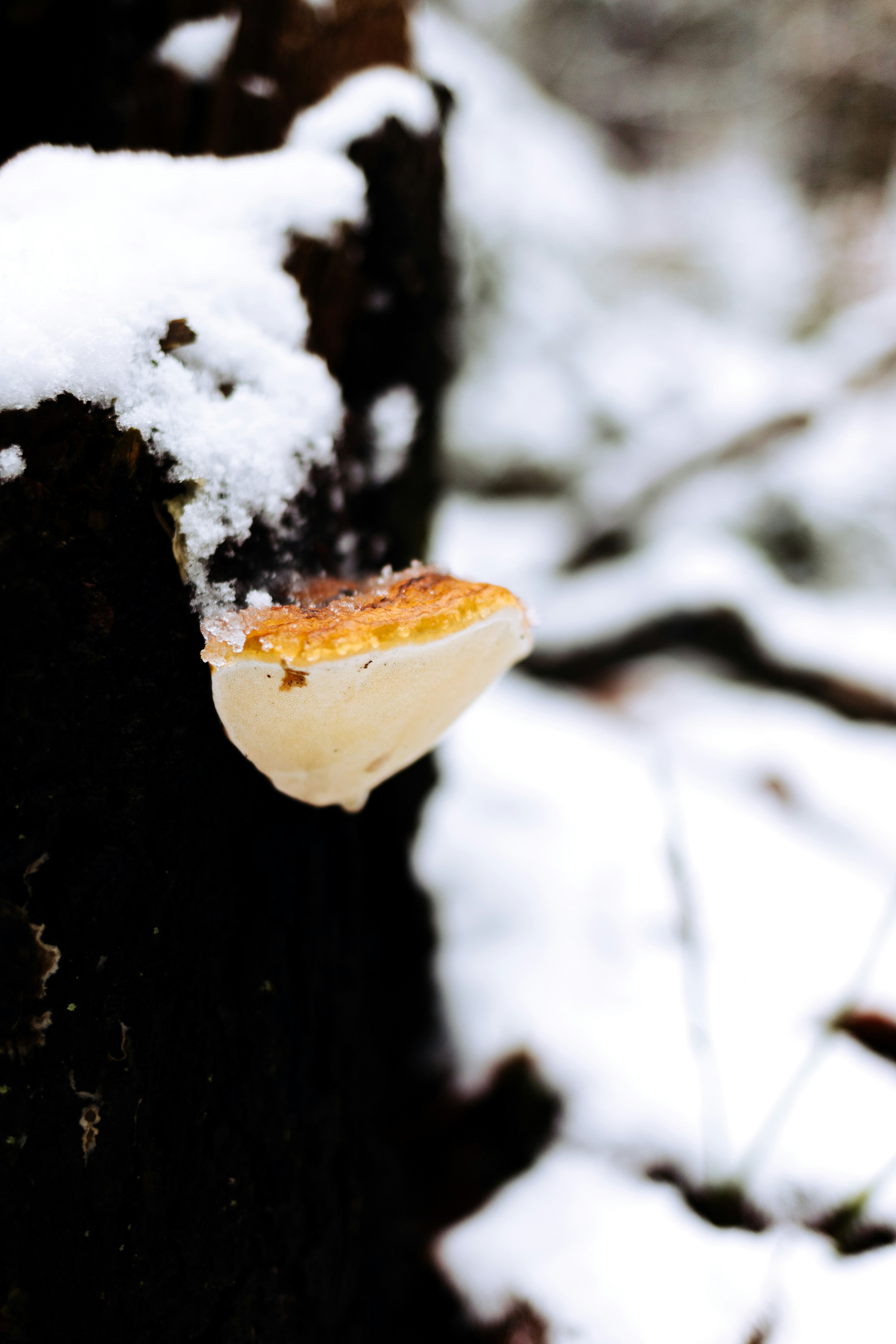 A piece of food sitting on top of a tree stump photo – Free Germany ...