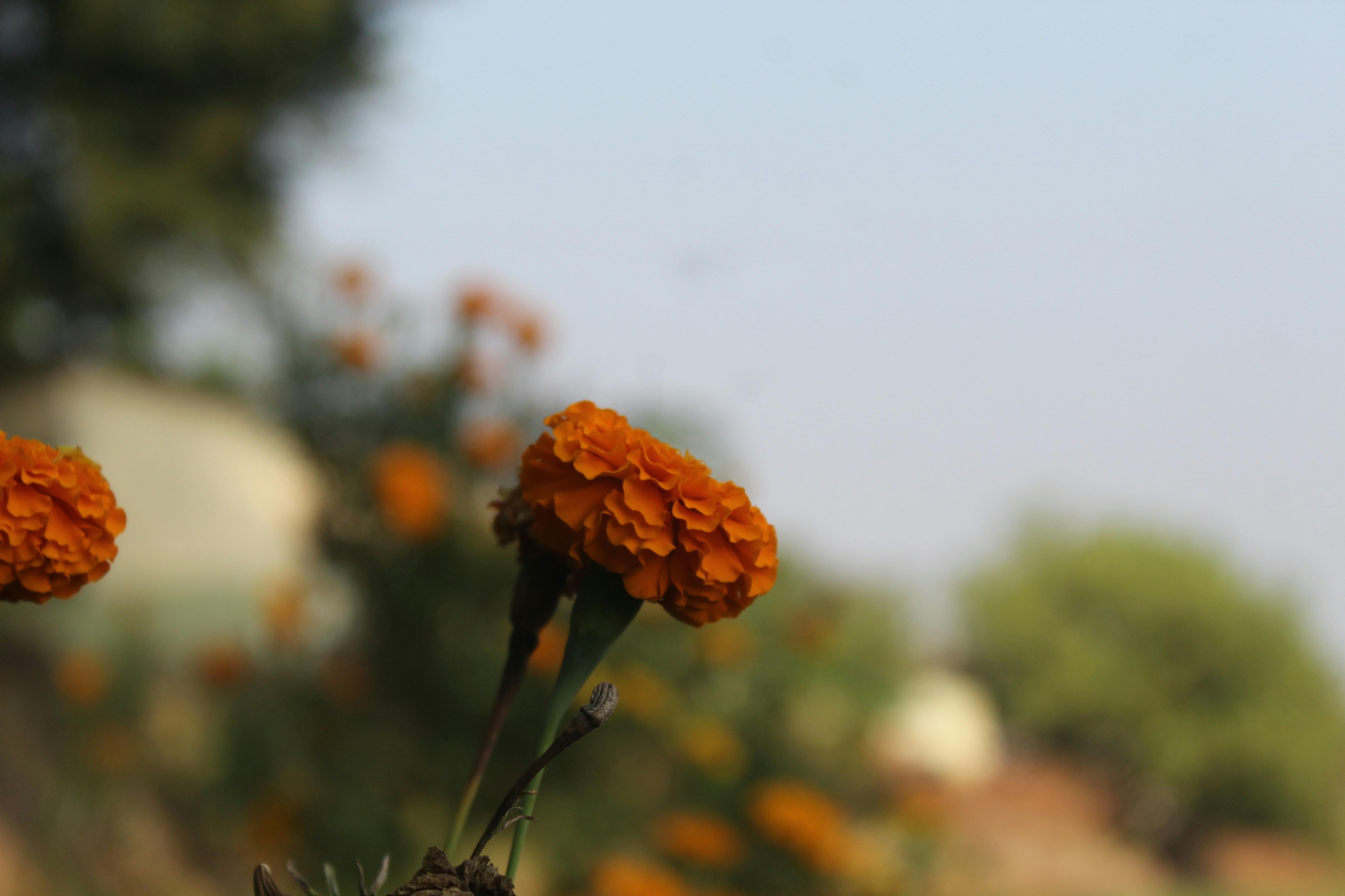 Orange blossom in a sunlit garden blur