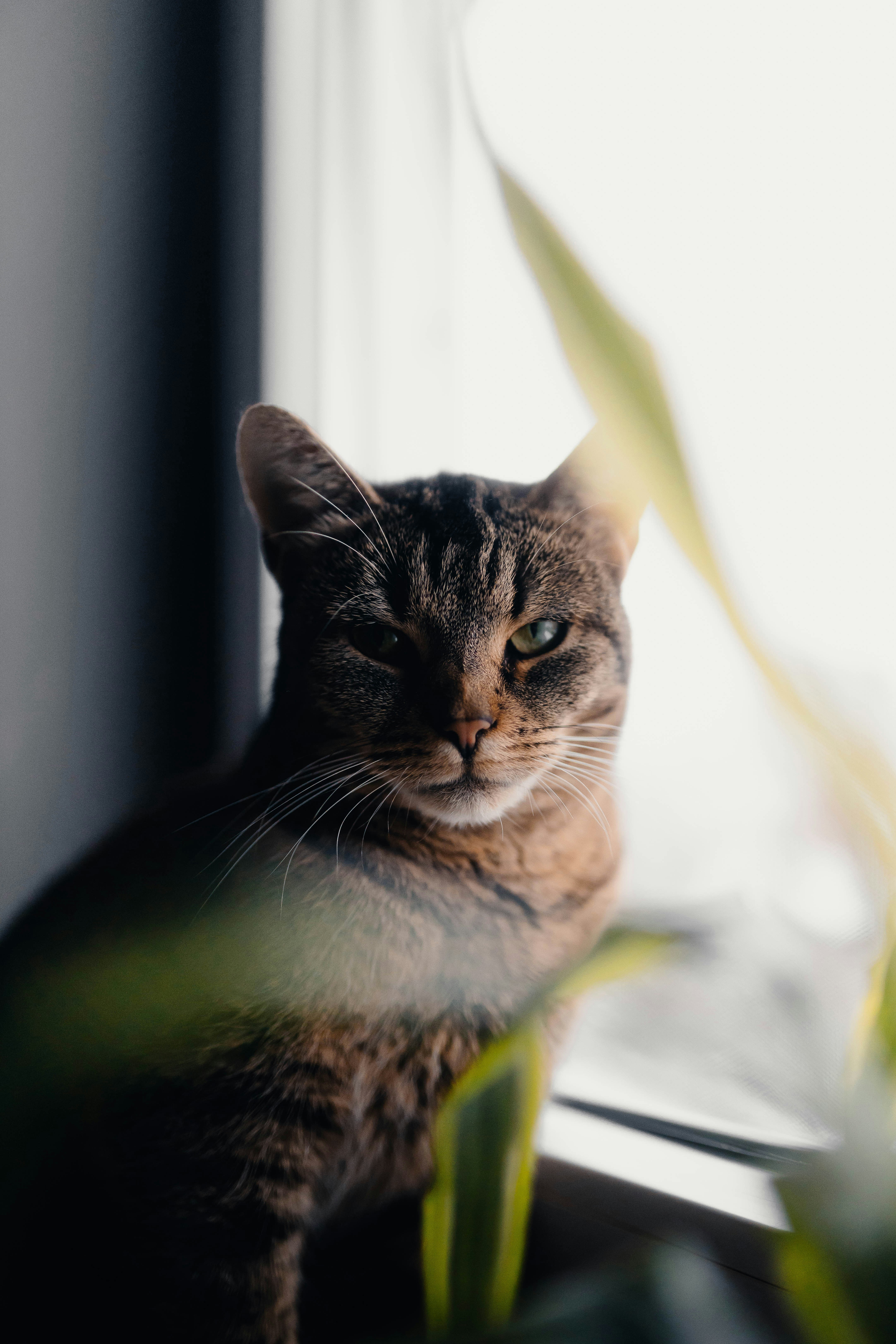 a cat sitting on a window sill next to a plant