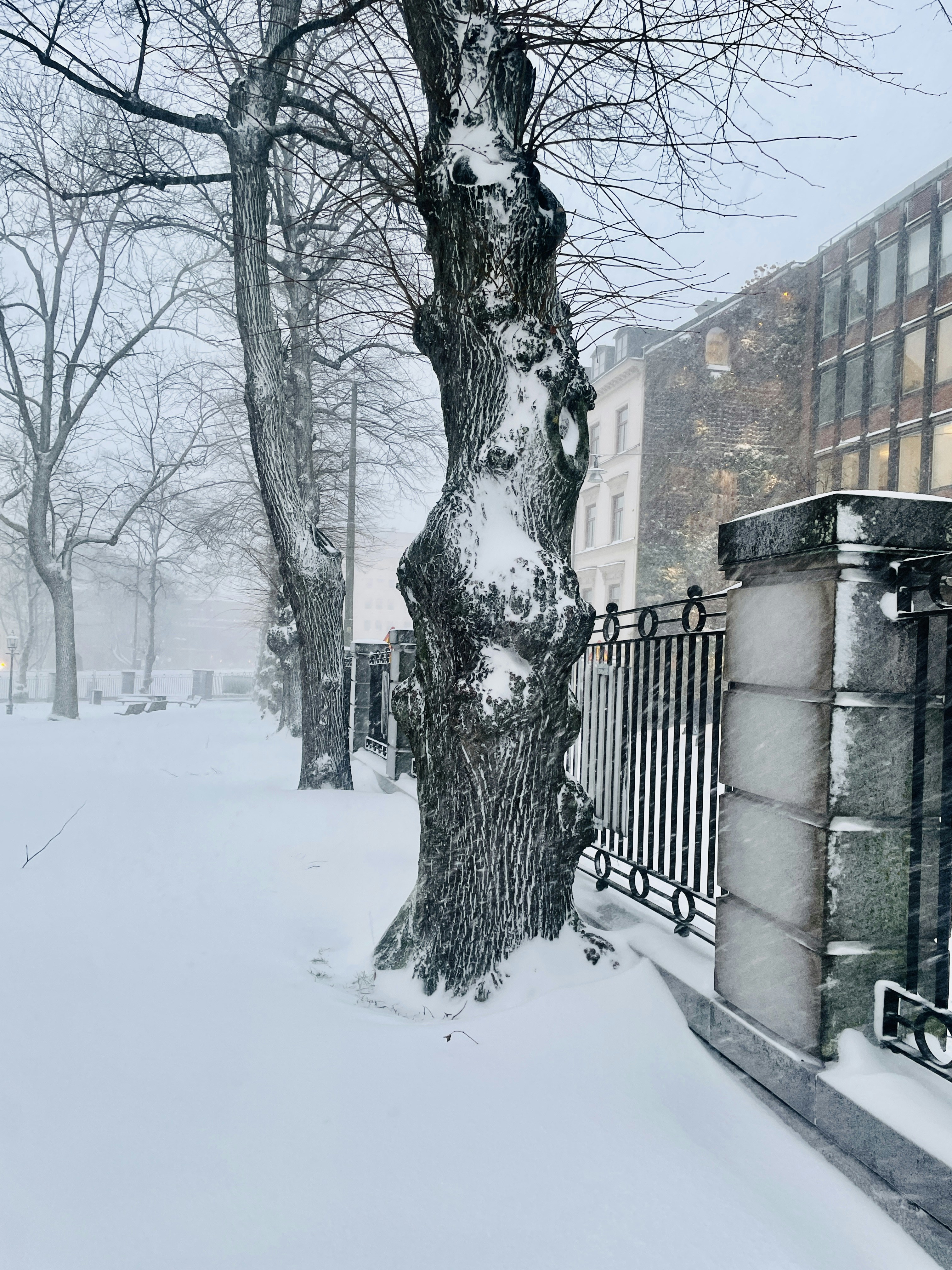 Gnarled Sentinel Along a Snowbound Street