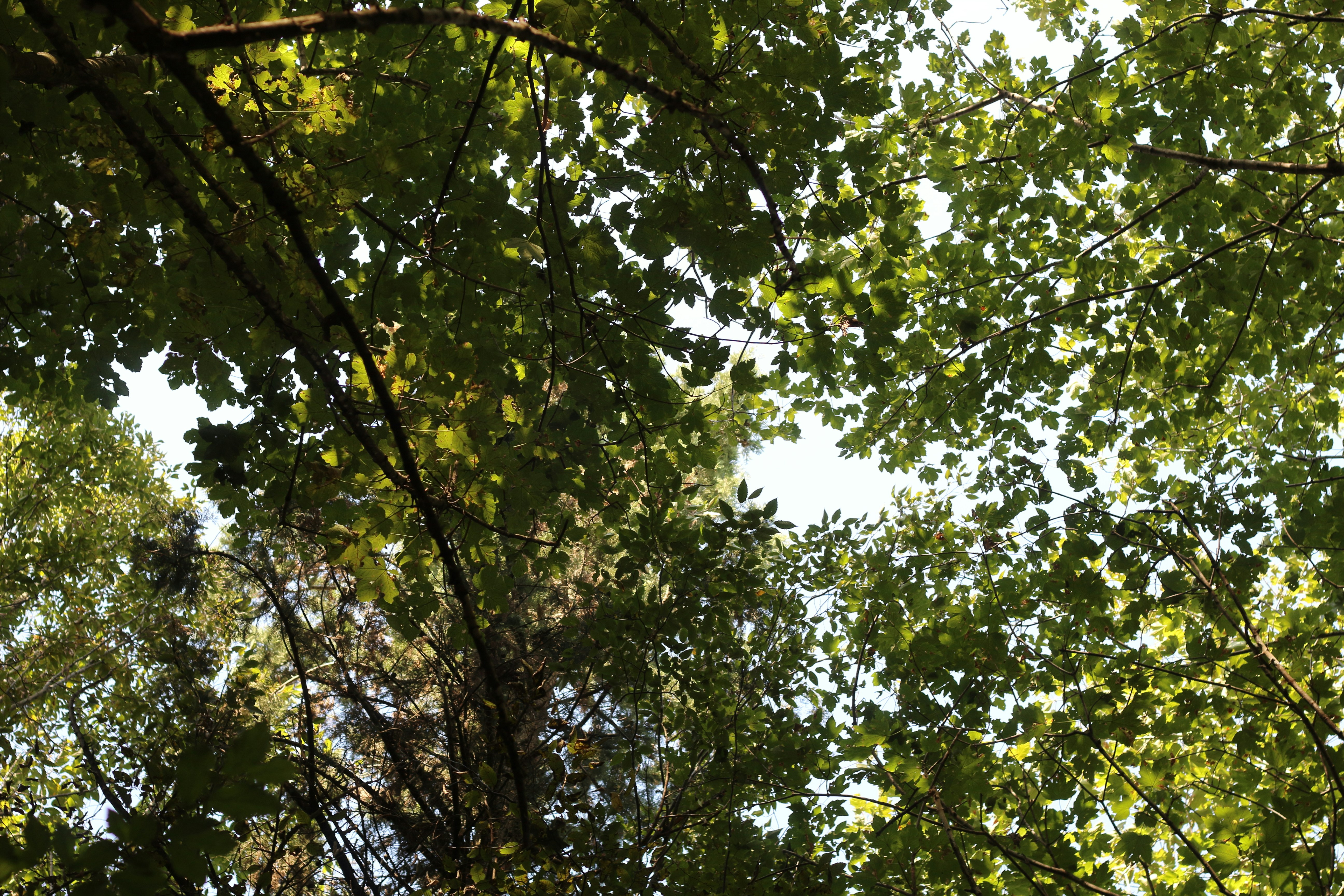 Looking up at the tops of trees in a forest photo – Free Tree Image on ...