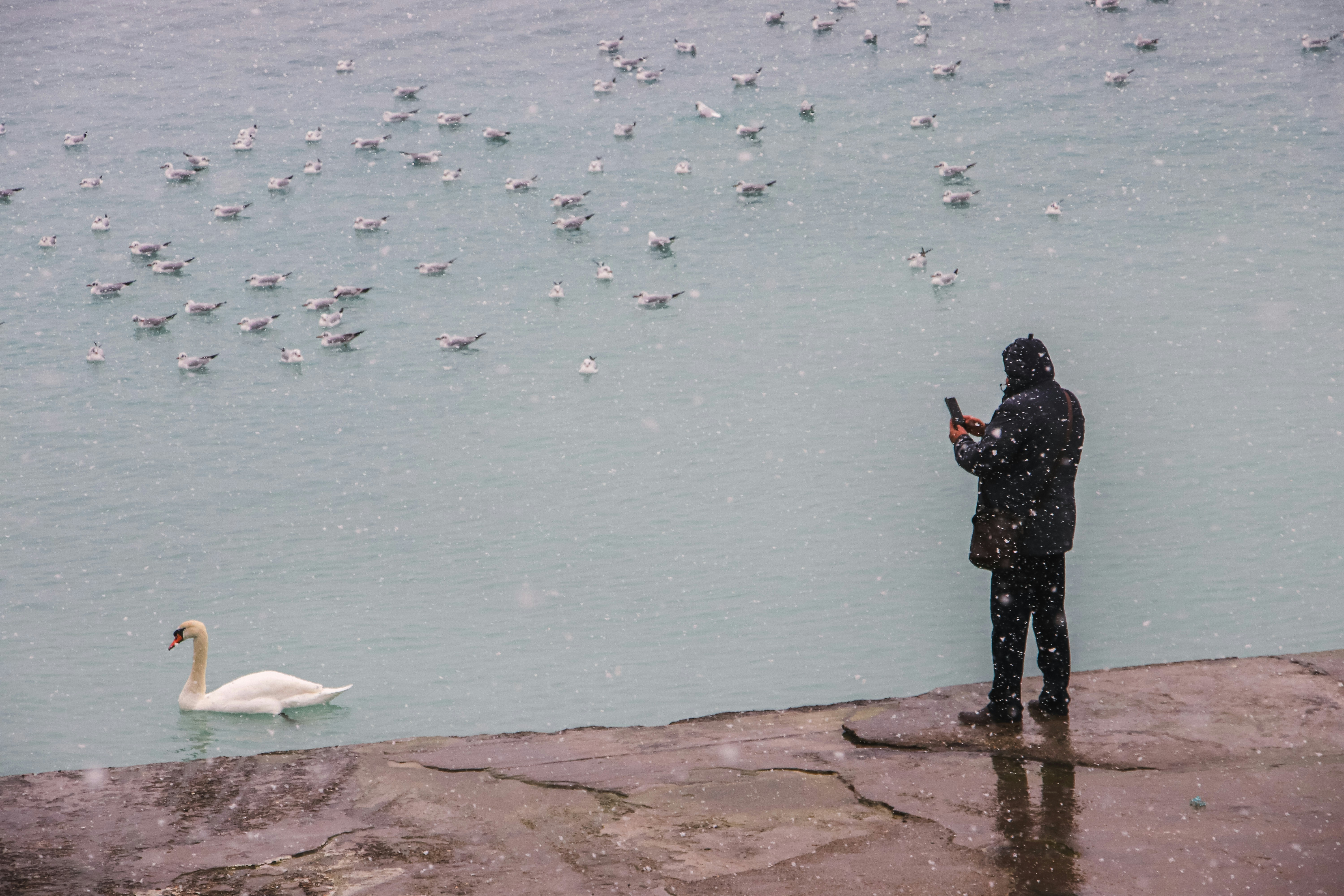 Edge of the Quay: A lone photographer frames a swan against a pale winter sea