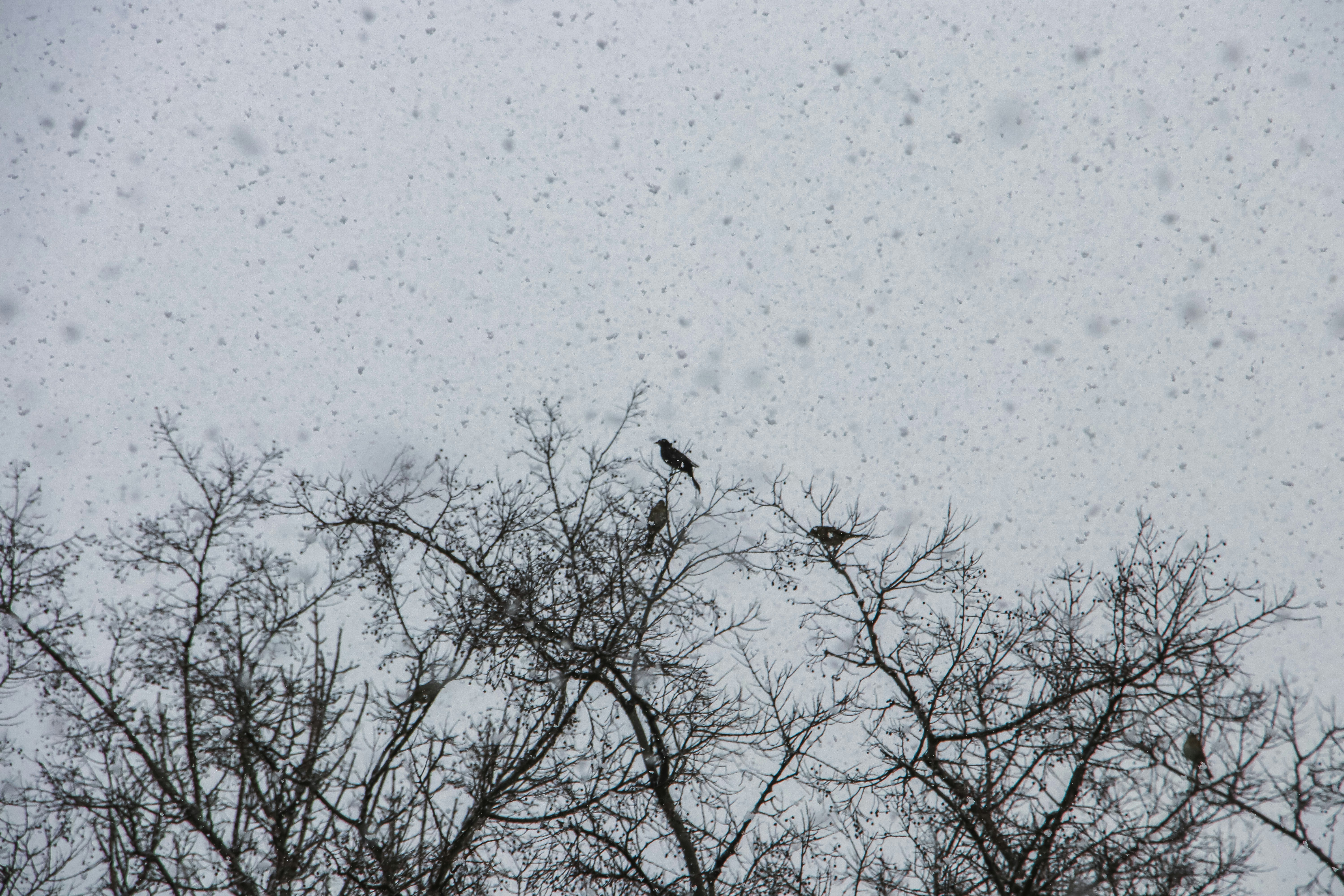 Two silhouettes on bare branches beneath a snow-speckled sky