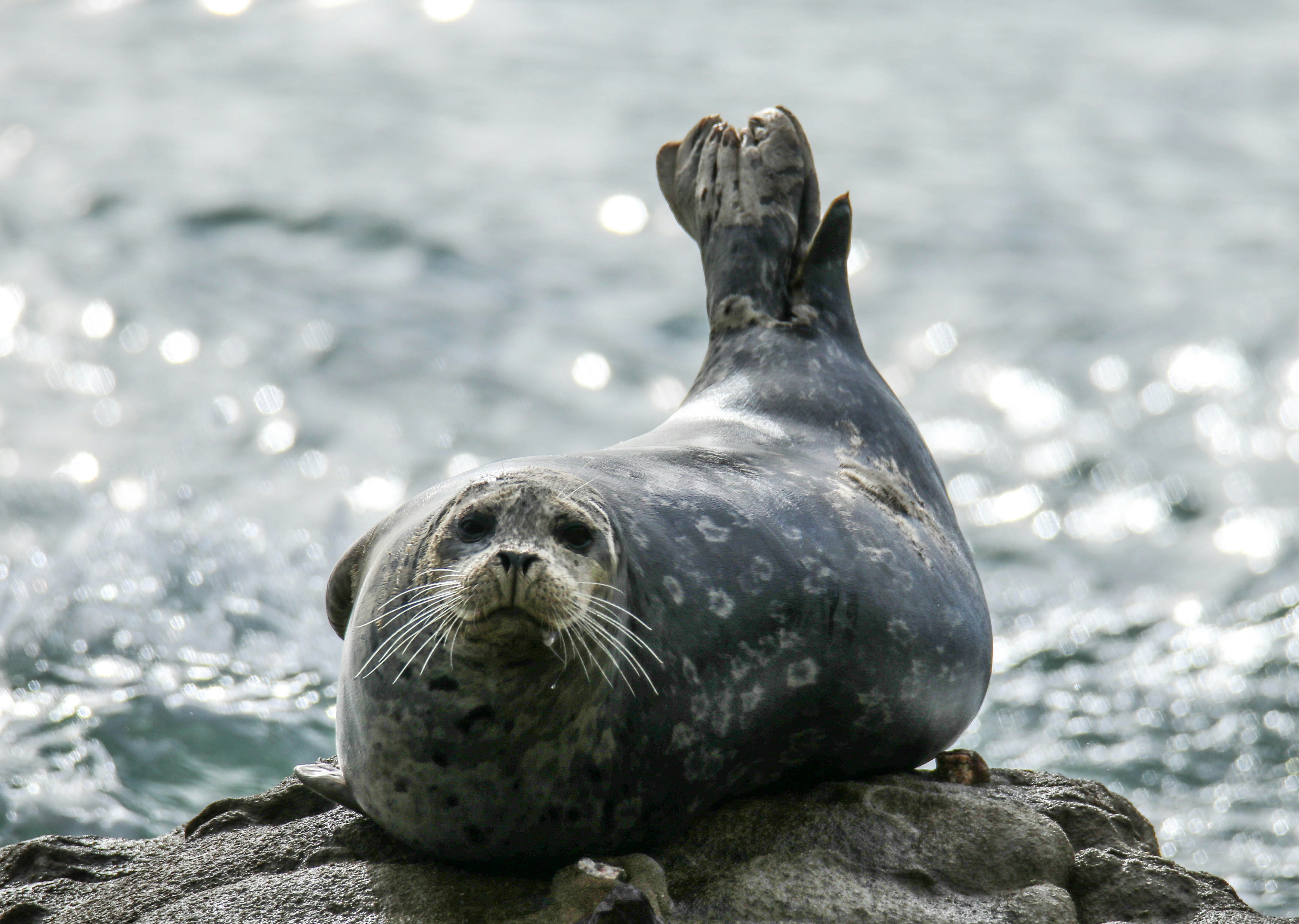 A seal is sitting on a rock in the water photo – Free Harbor seal Image ...