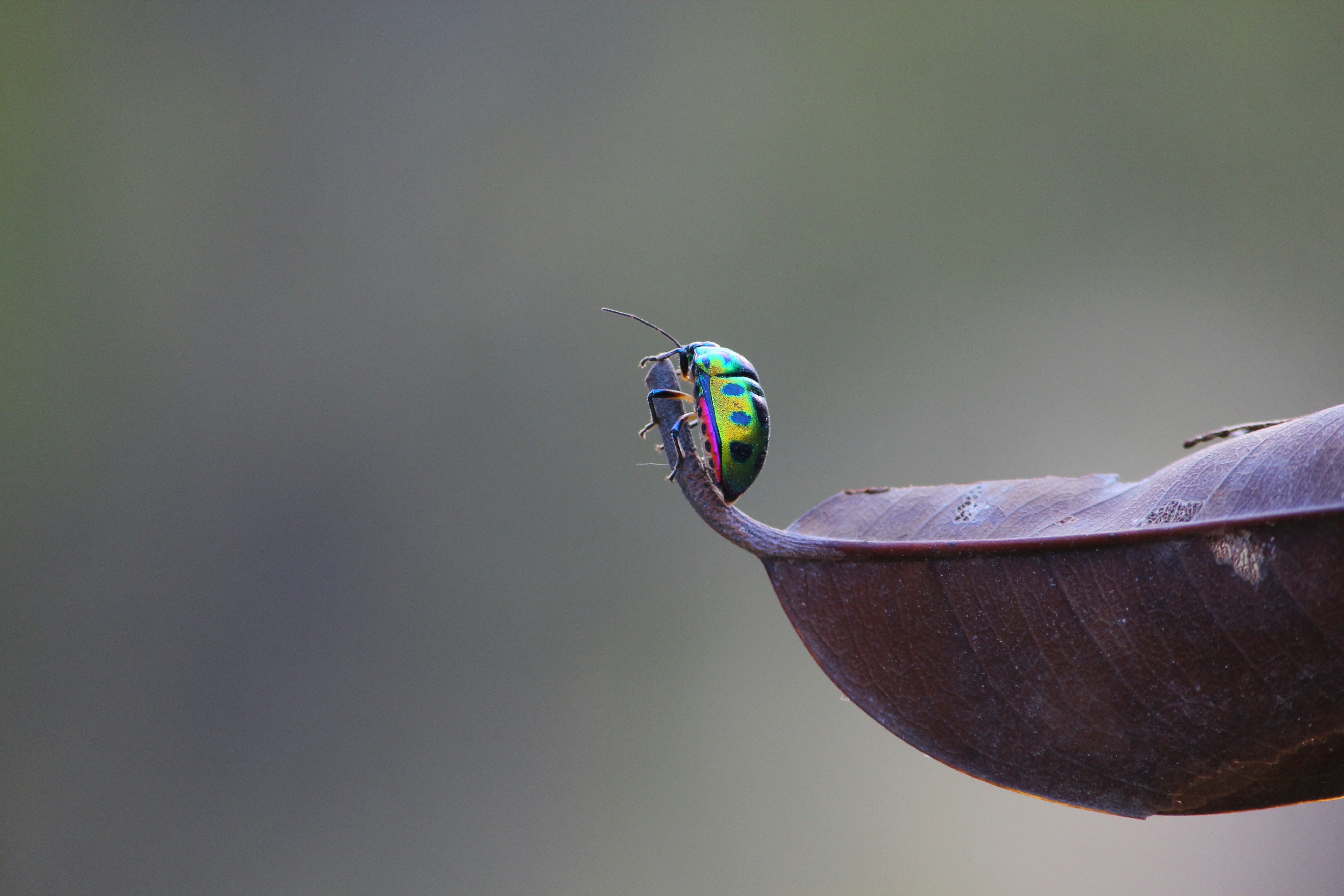 Jewel Beetle at the Leaf's Edge: a micro portrait of color and quiet detail