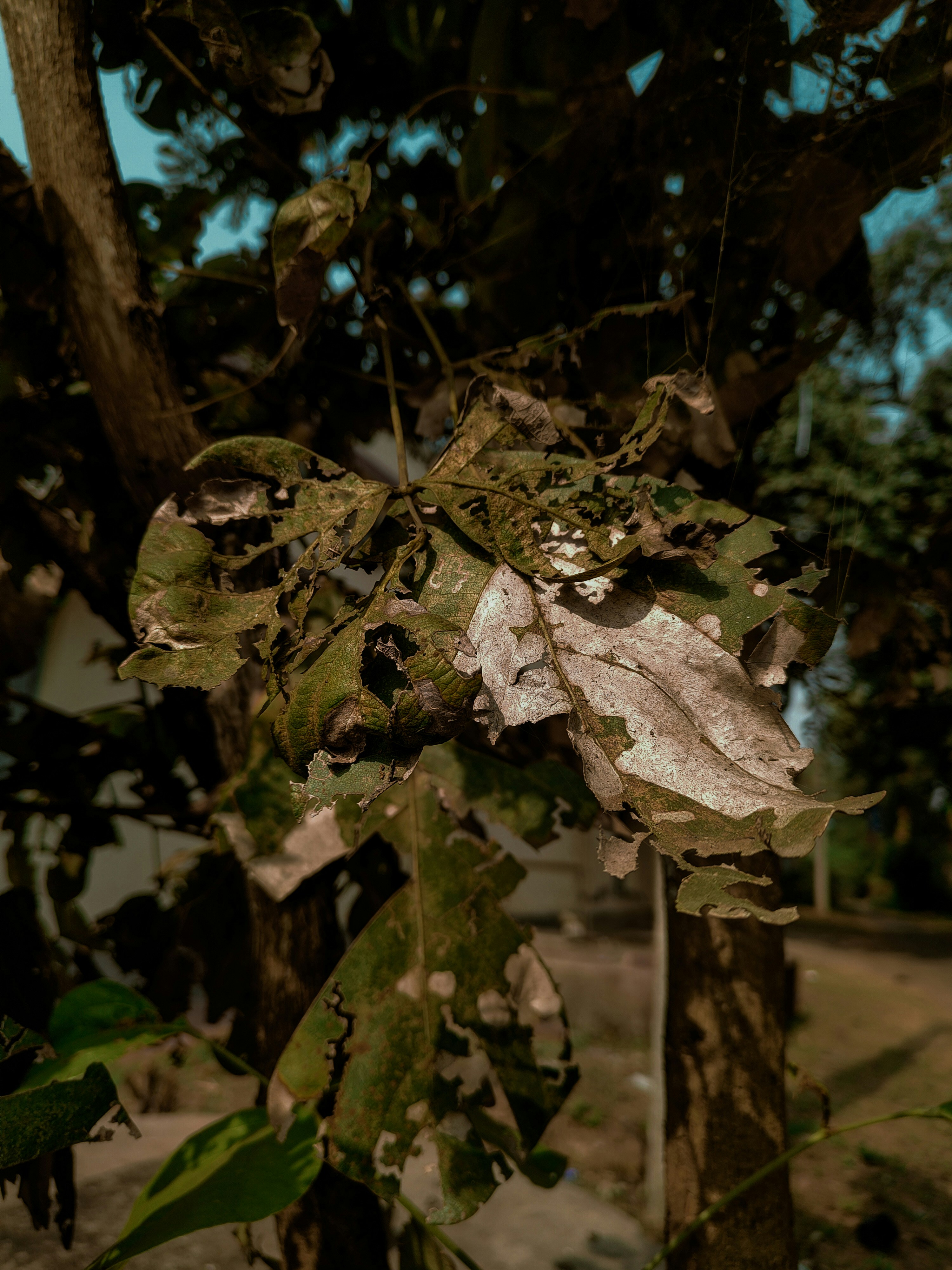 Close-up of weathered leaves clinging to a branch, showcasing the effects of time and environmental change.