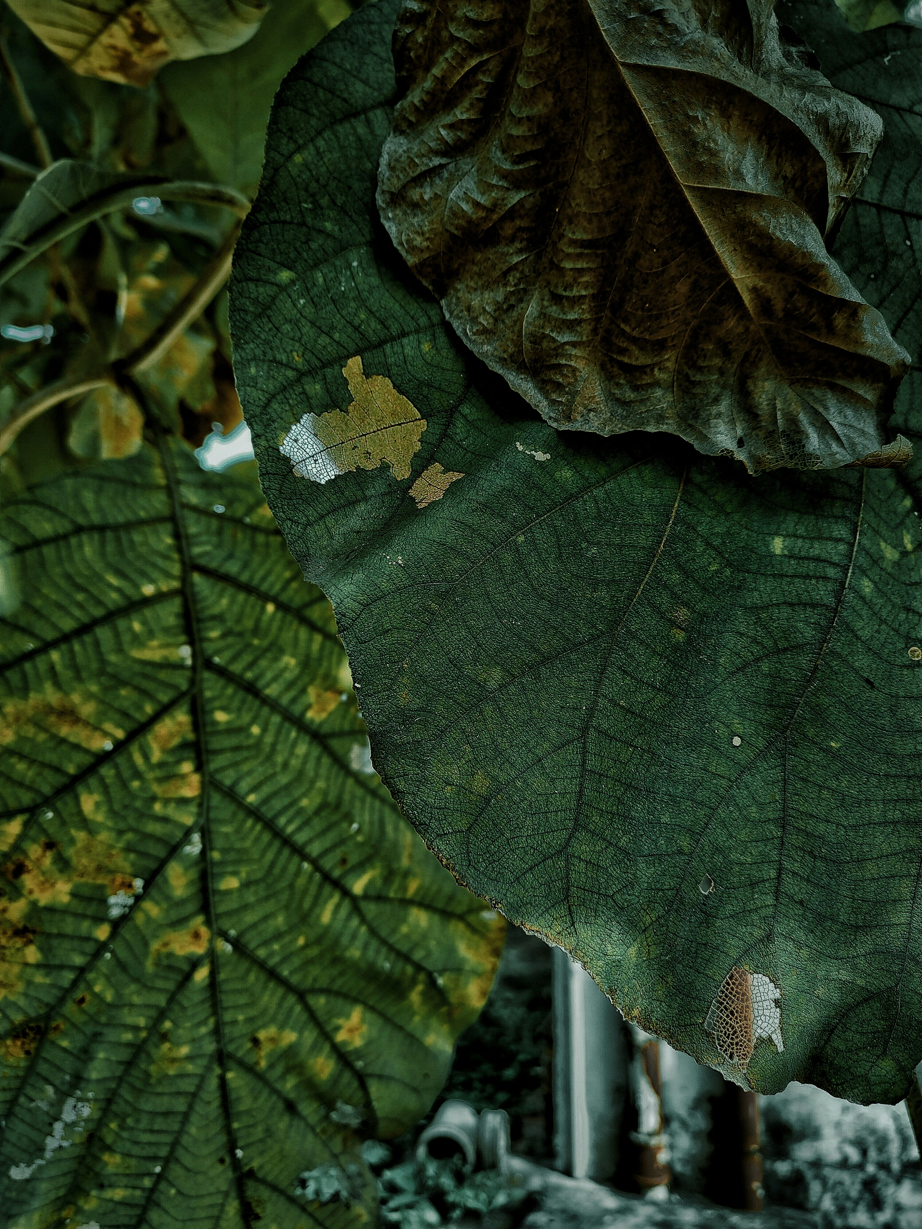 Close-up of two overlapping leaves showcasing intricate textures and natural imperfections. The interplay of light and shadow highlights their unique patterns.