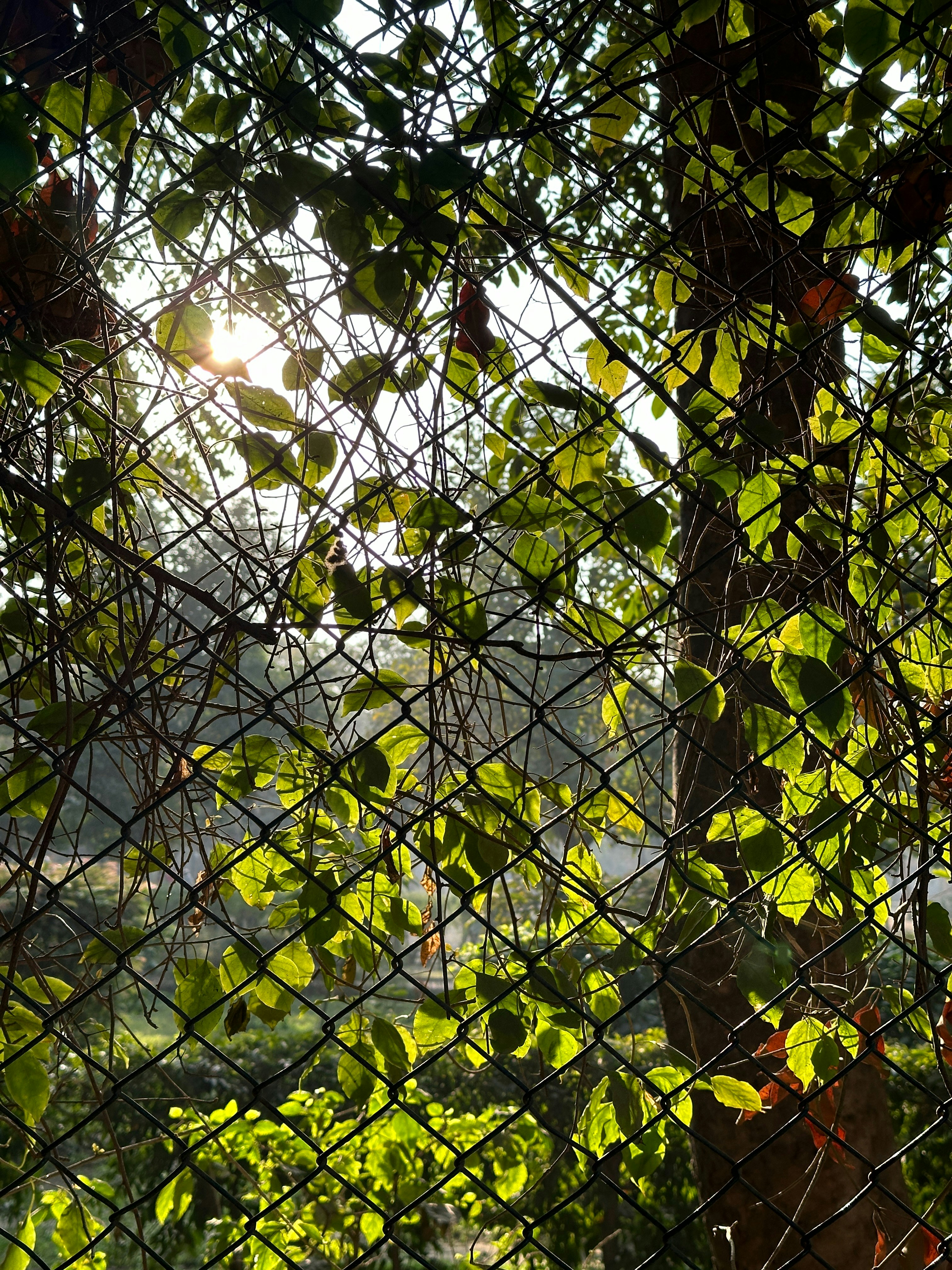 Sunlit lattice: ivy and wire mesh foreground framing a backyard scene
