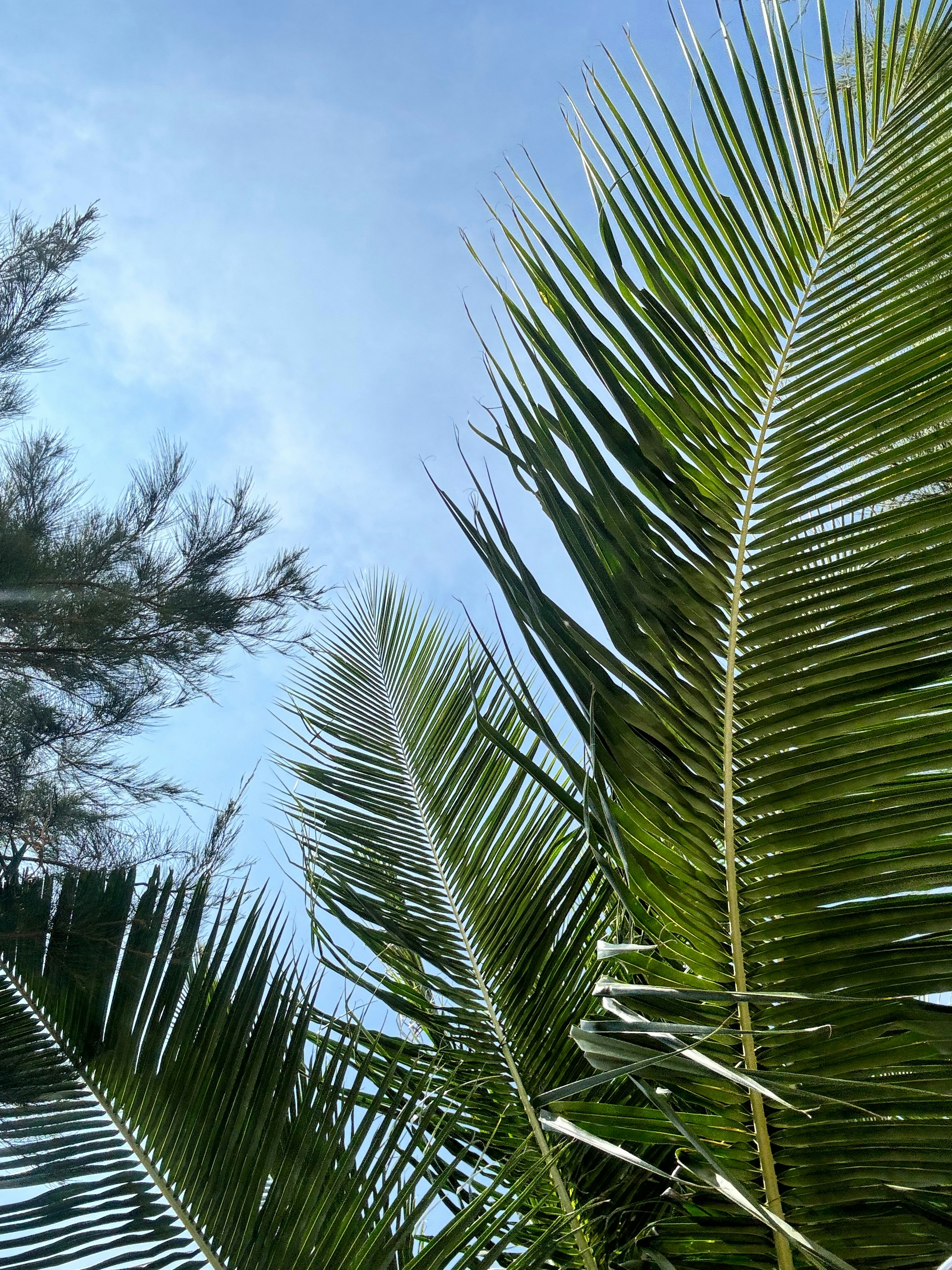 Palm Fronds Reaching Up Through a Cerulean Sky