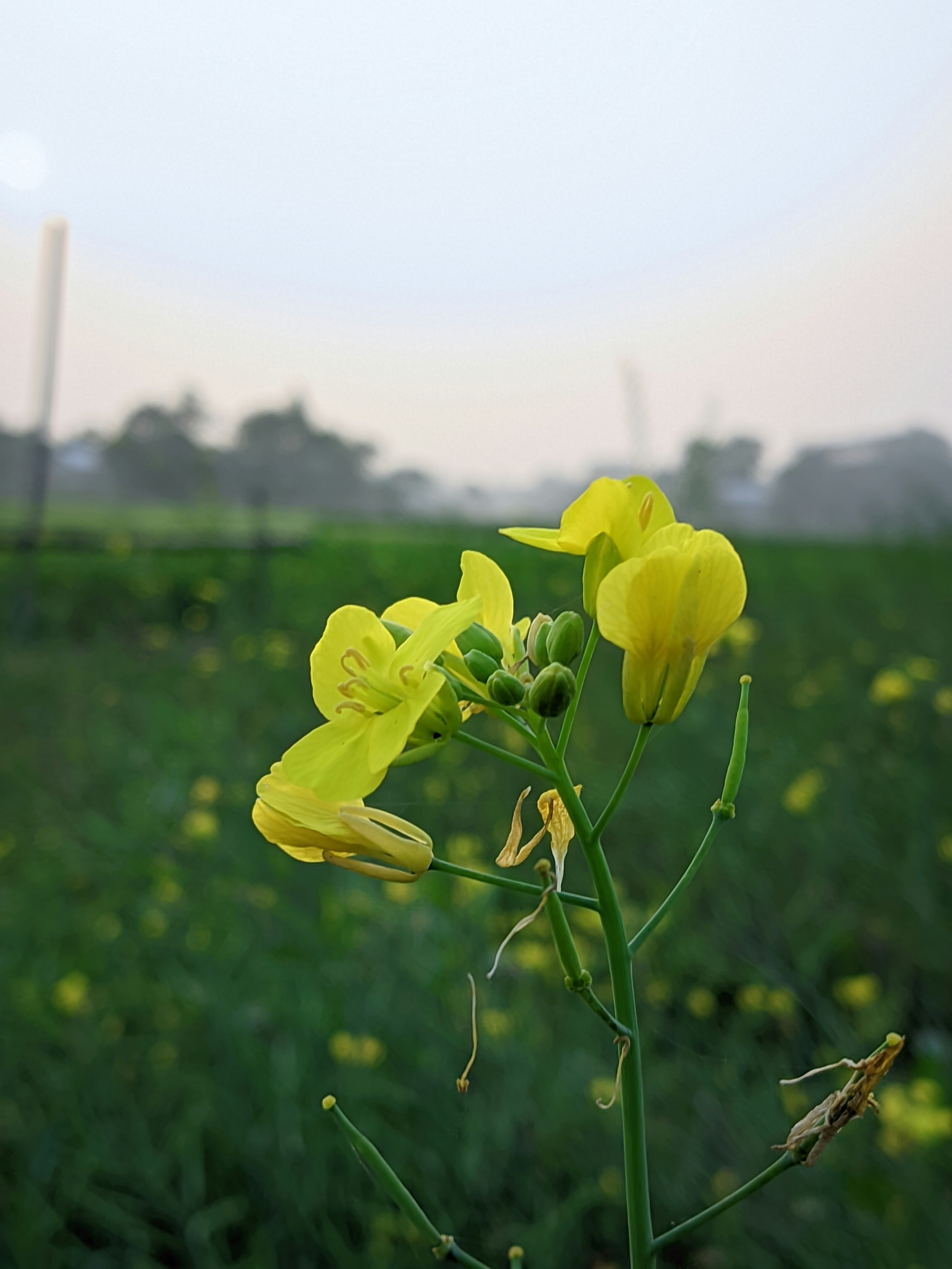 Canola in Focus: A Close-Up of a Bright Yellow Bloom Amid a Soft Green Backdrop