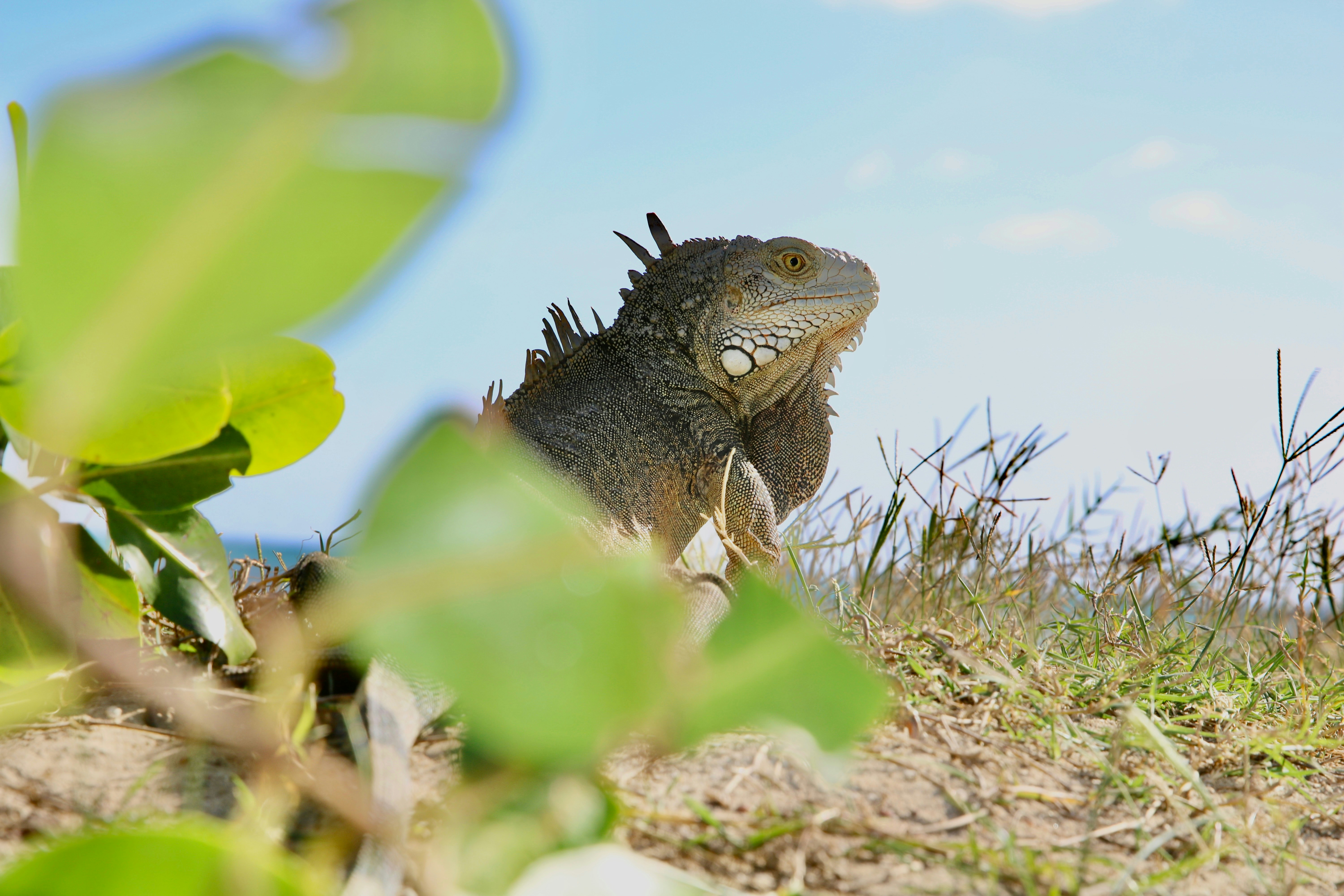 Desert Sentinel: Iguana on a Sunlit Dune