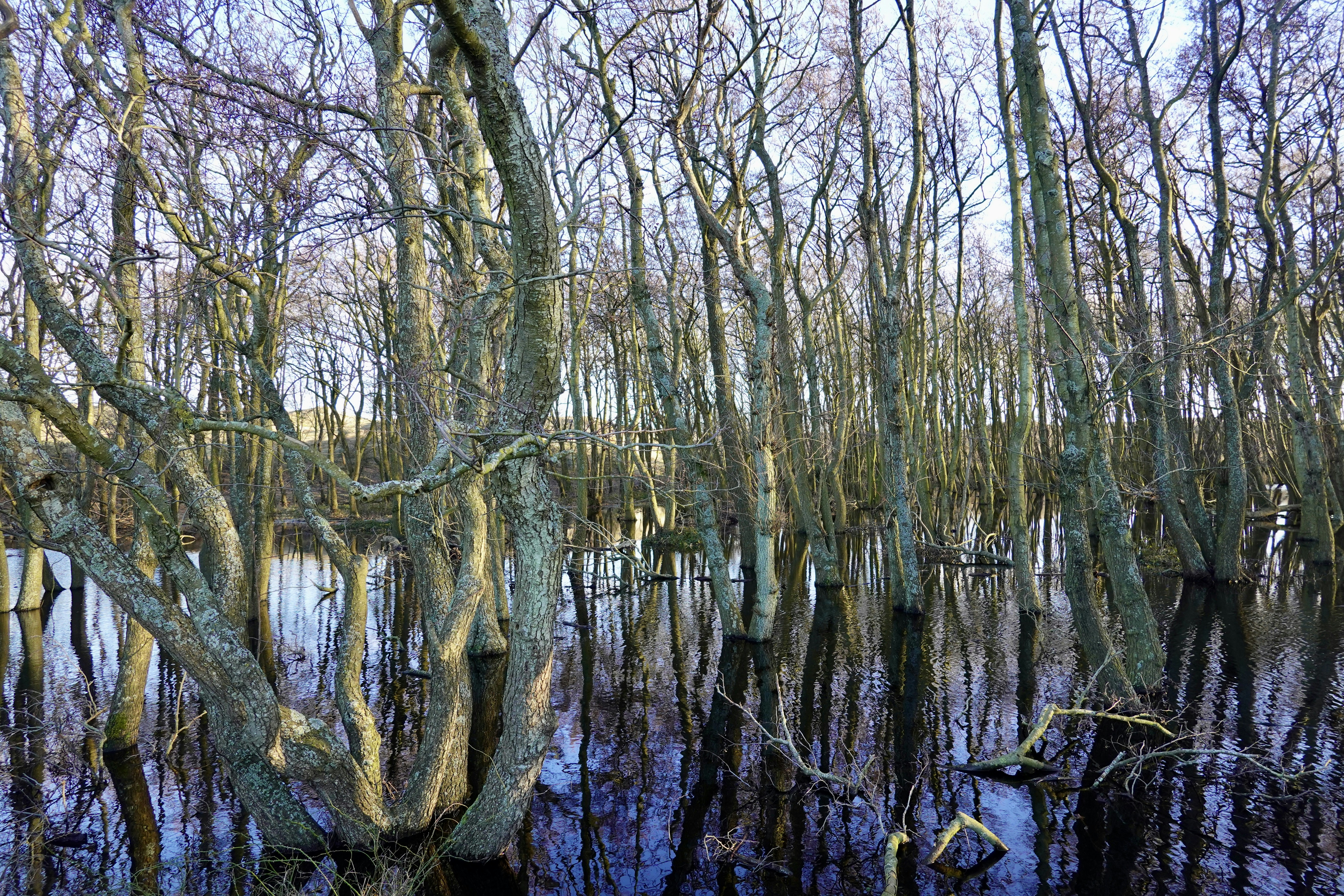 A swamp filled with lots of trees and water photo – Free Landscape ...