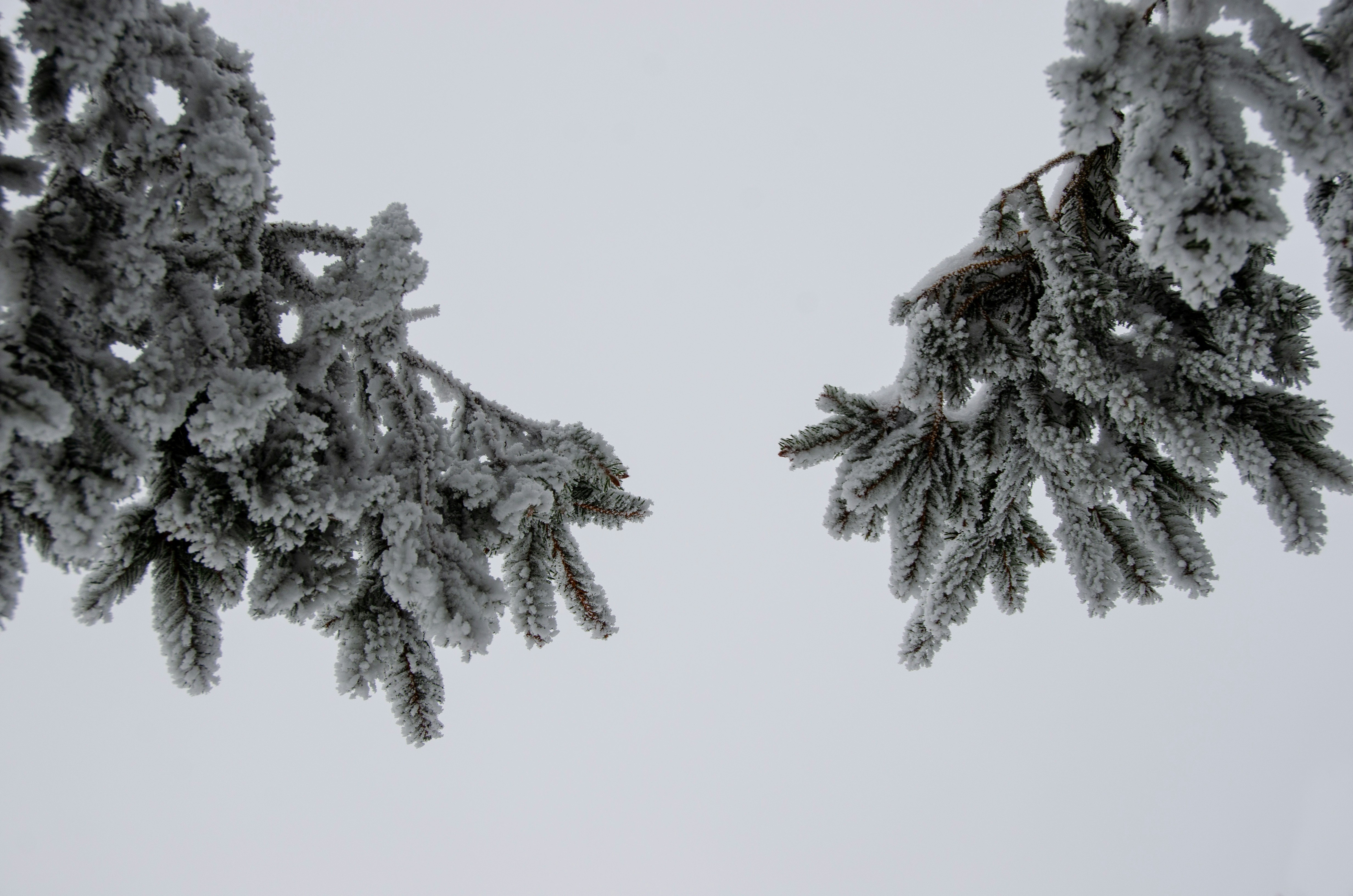 Twin Snow-Needle Silhouettes Framed in Winter Silence