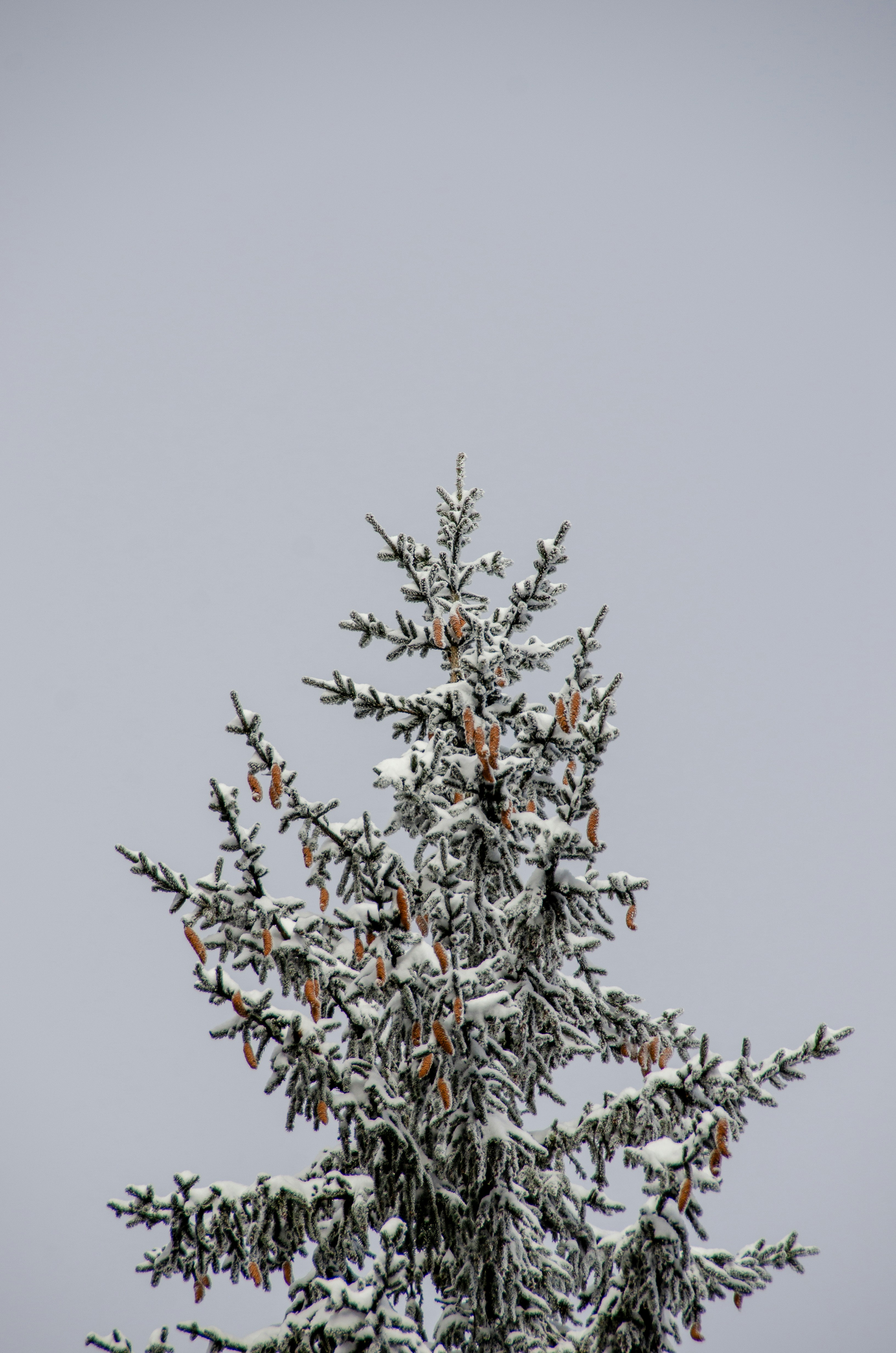 Snow-Dusted Spruce Crown Reaching Toward a Quiet Winter Sky